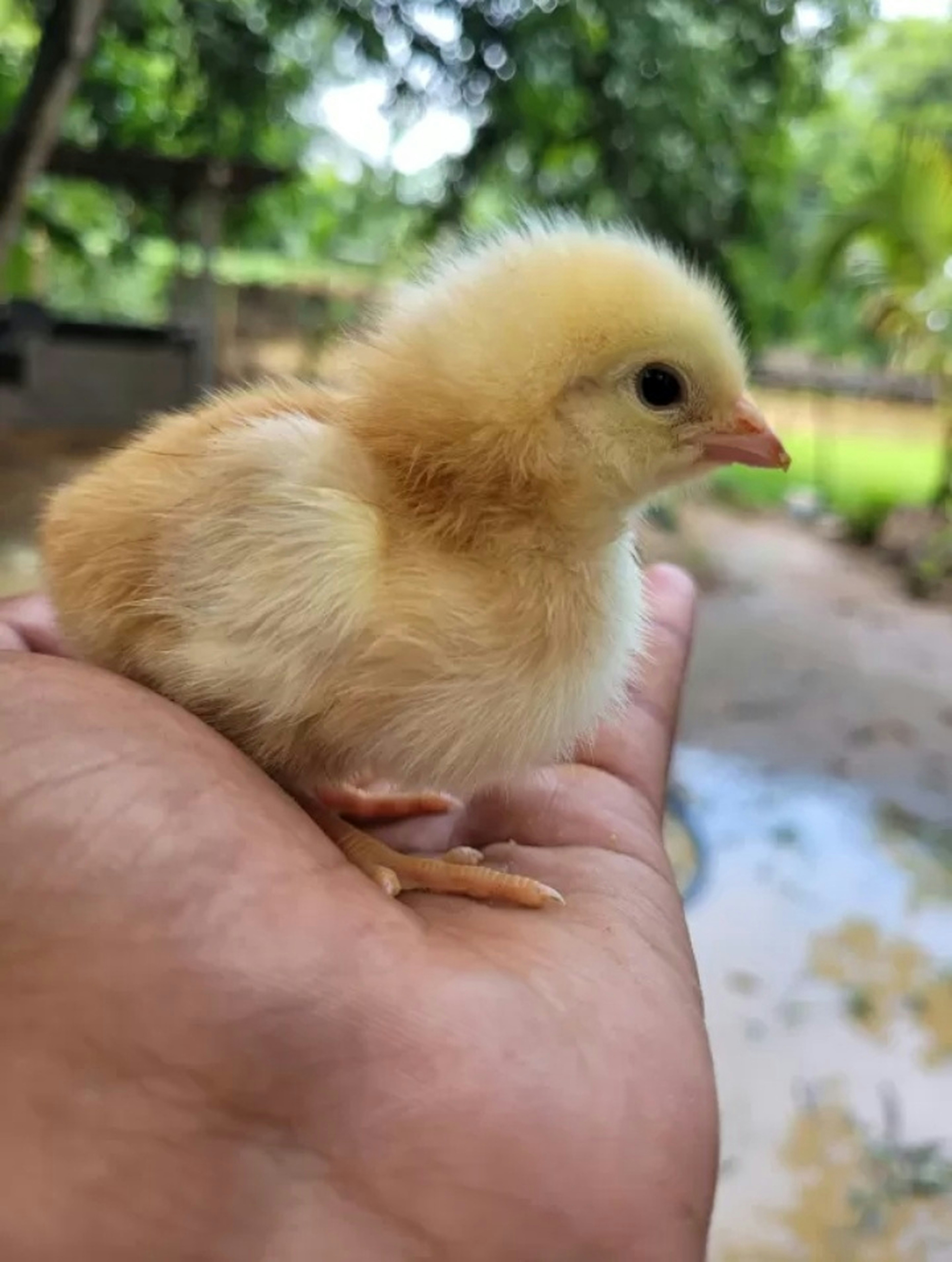 Chick Pictures | Download Free Images on Unsplash