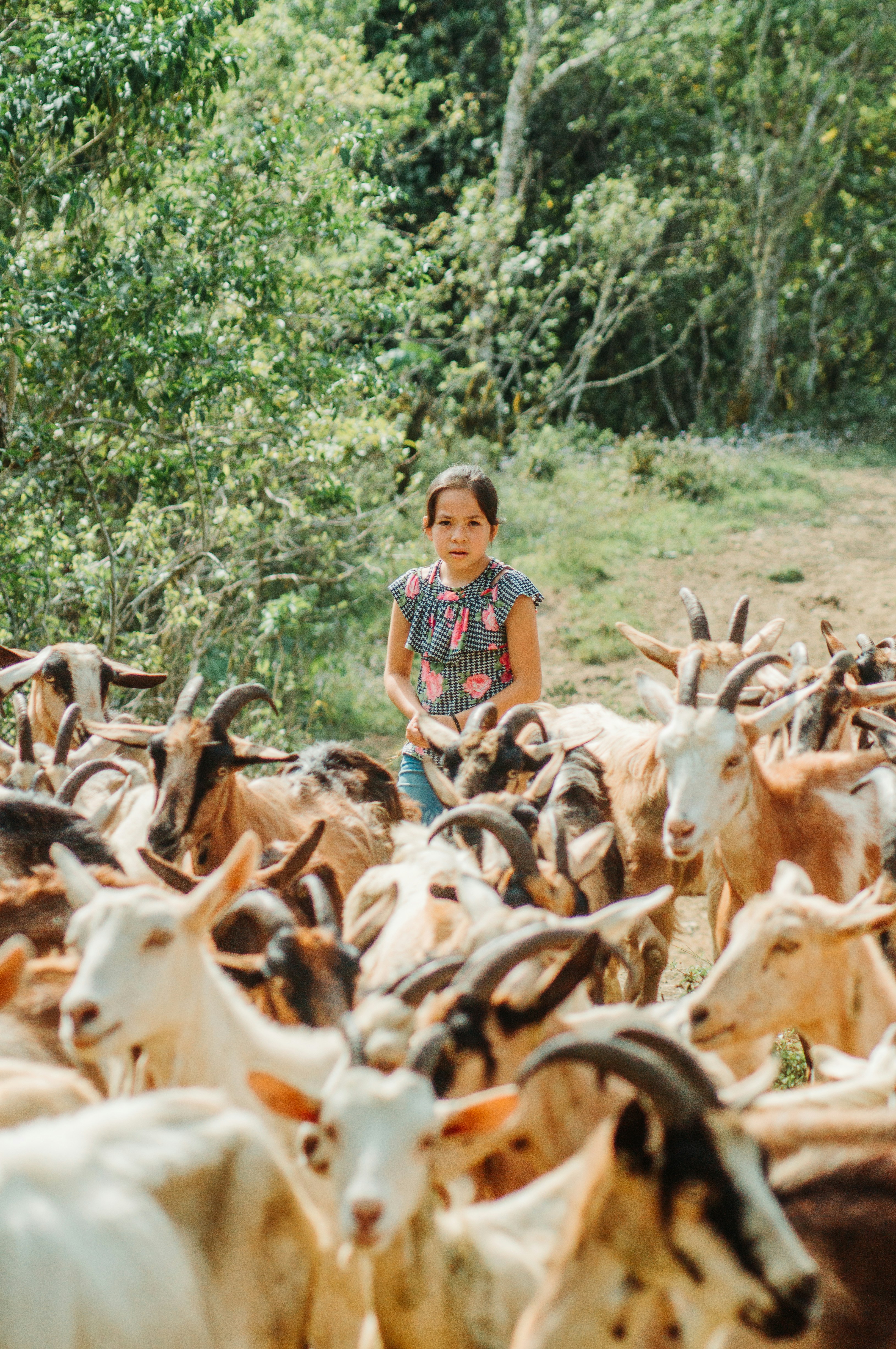 Girl Among Goats: Quiet Hope in a Rural Pen
