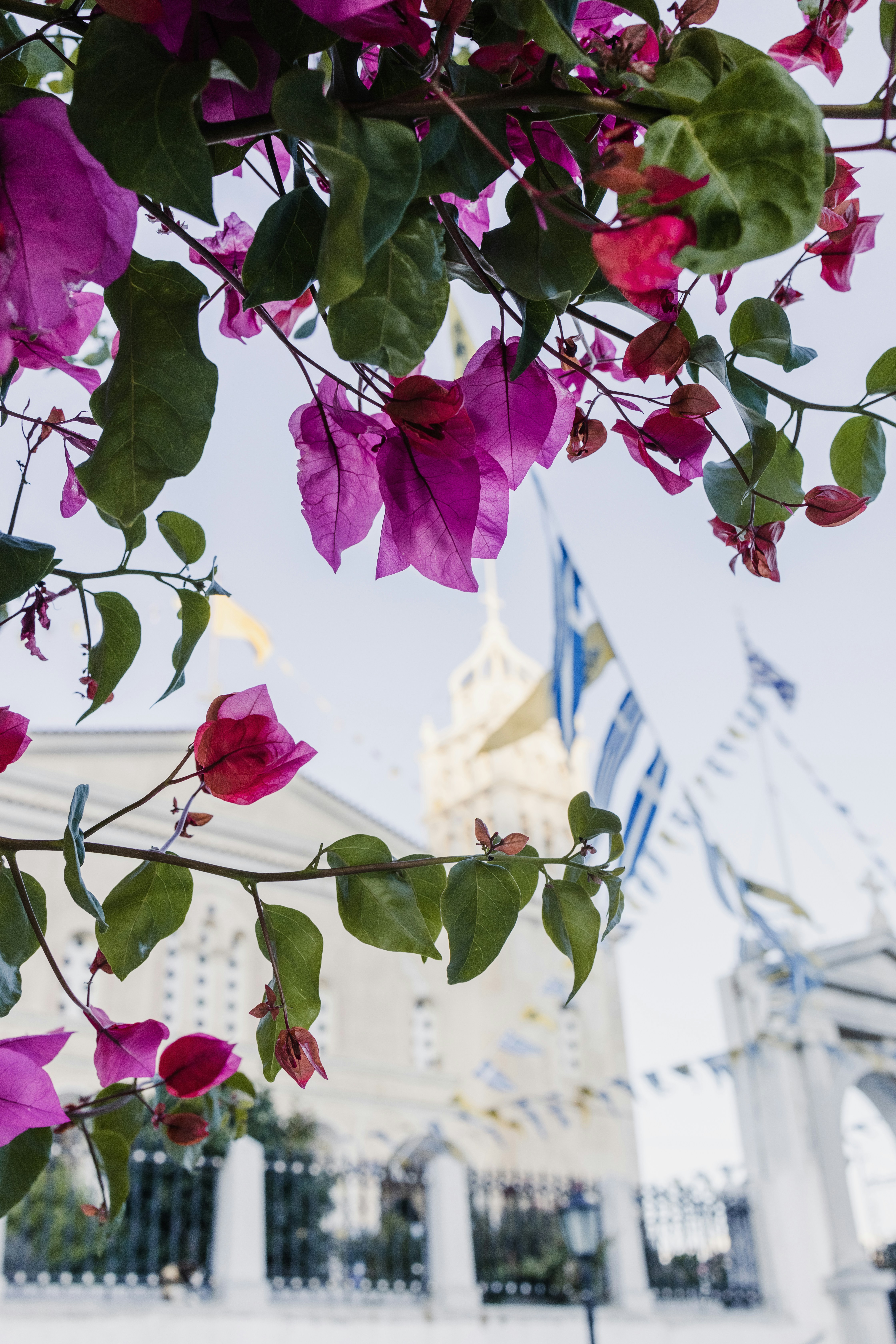A tree with purple flowers photo – Free Greece Image on Unsplash