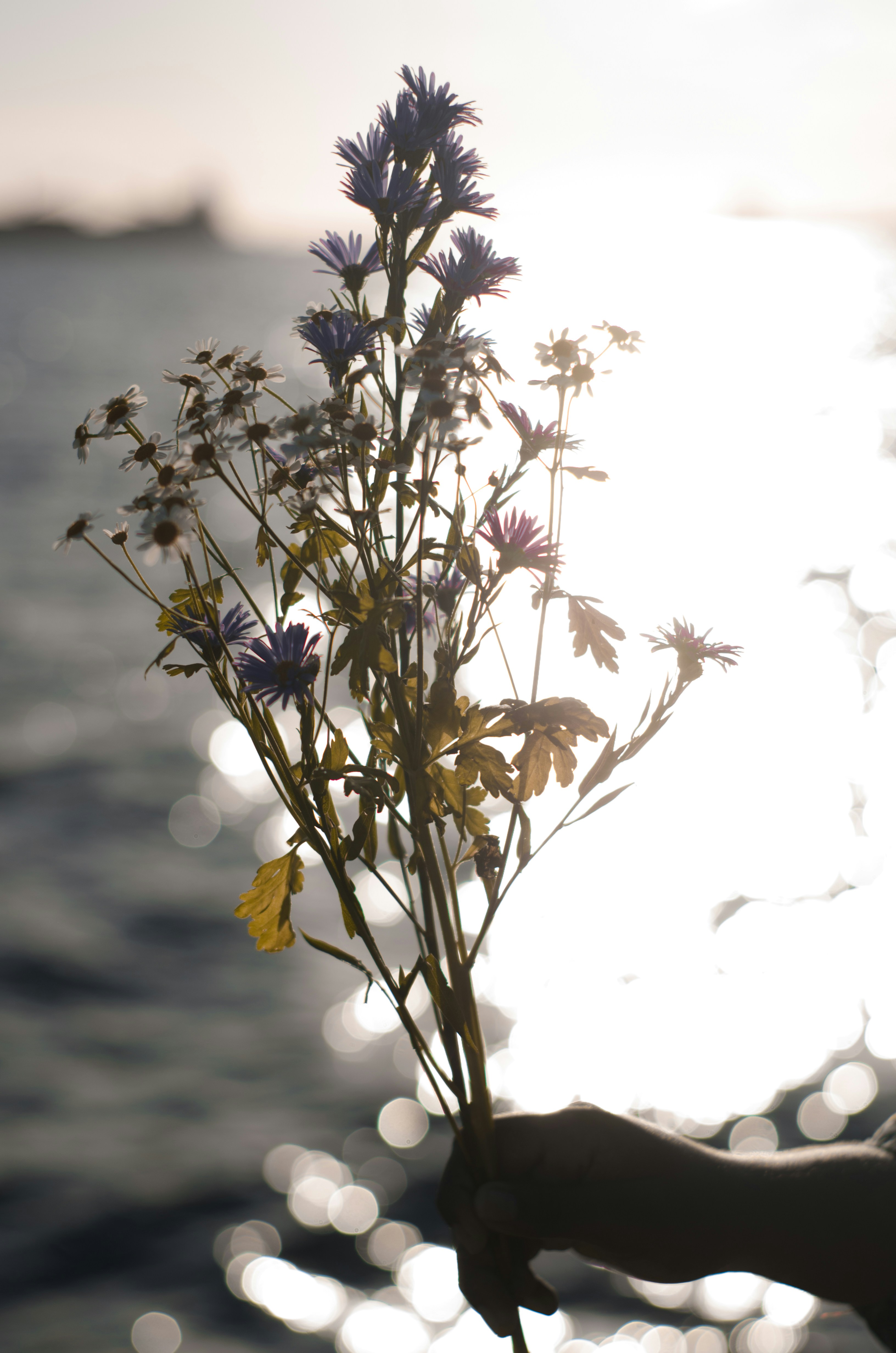 Coastal Wildflowers Grasped at Sunset