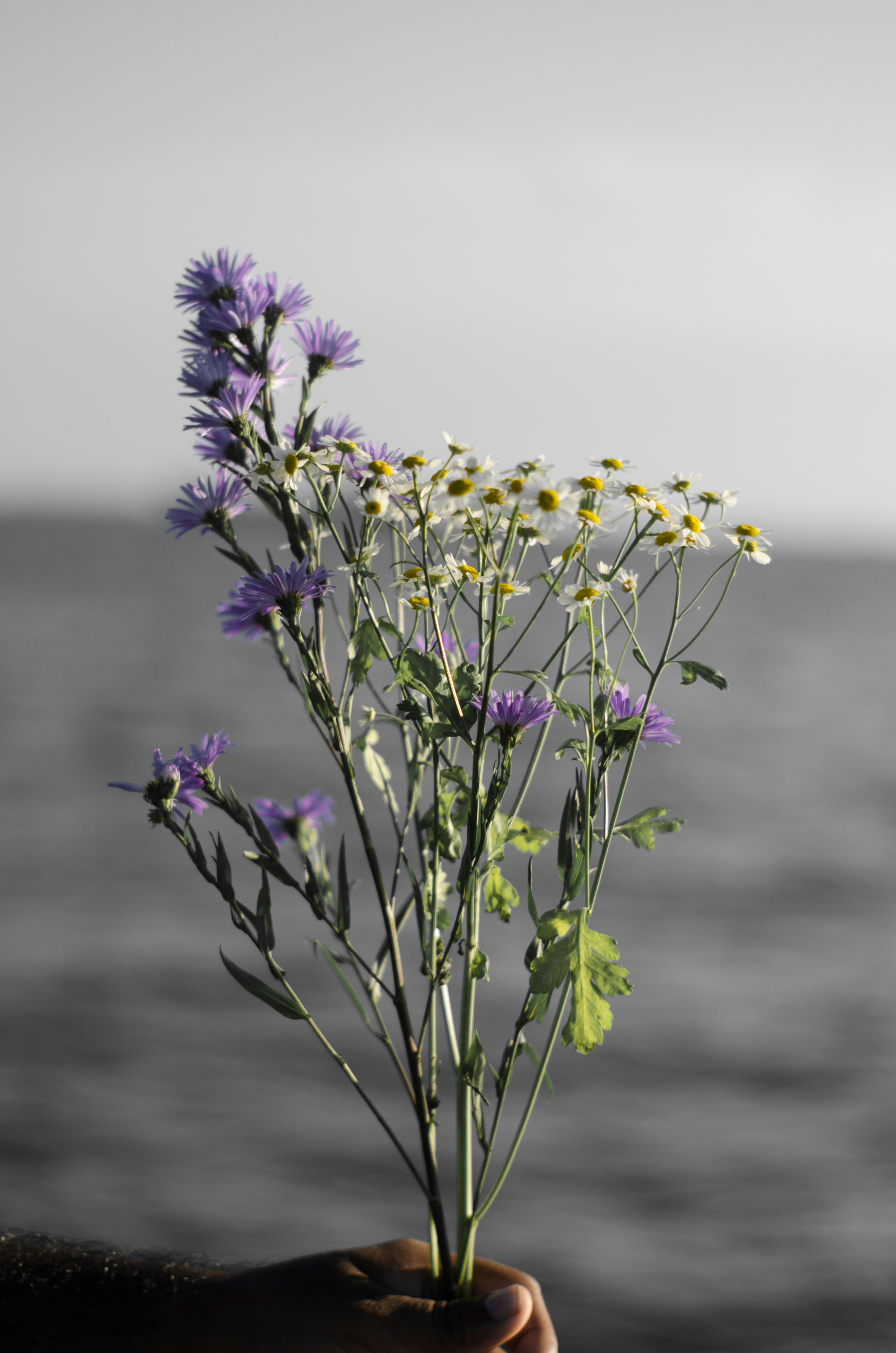 Handful of Wildflowers Raised Over a Sunset Sea