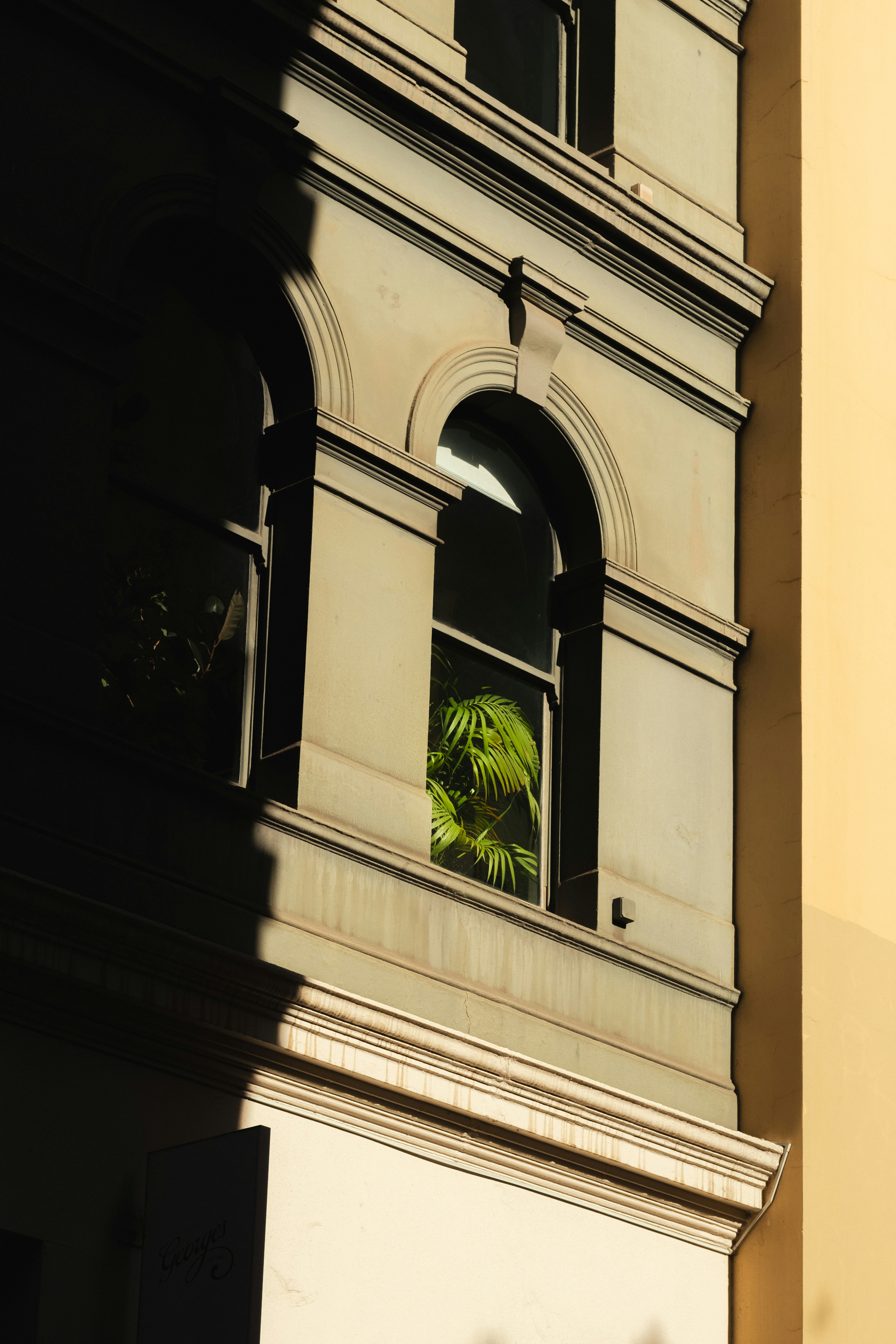 Palm Frond in a Sunlit Arch: Quiet Geometry on a Classic Facade