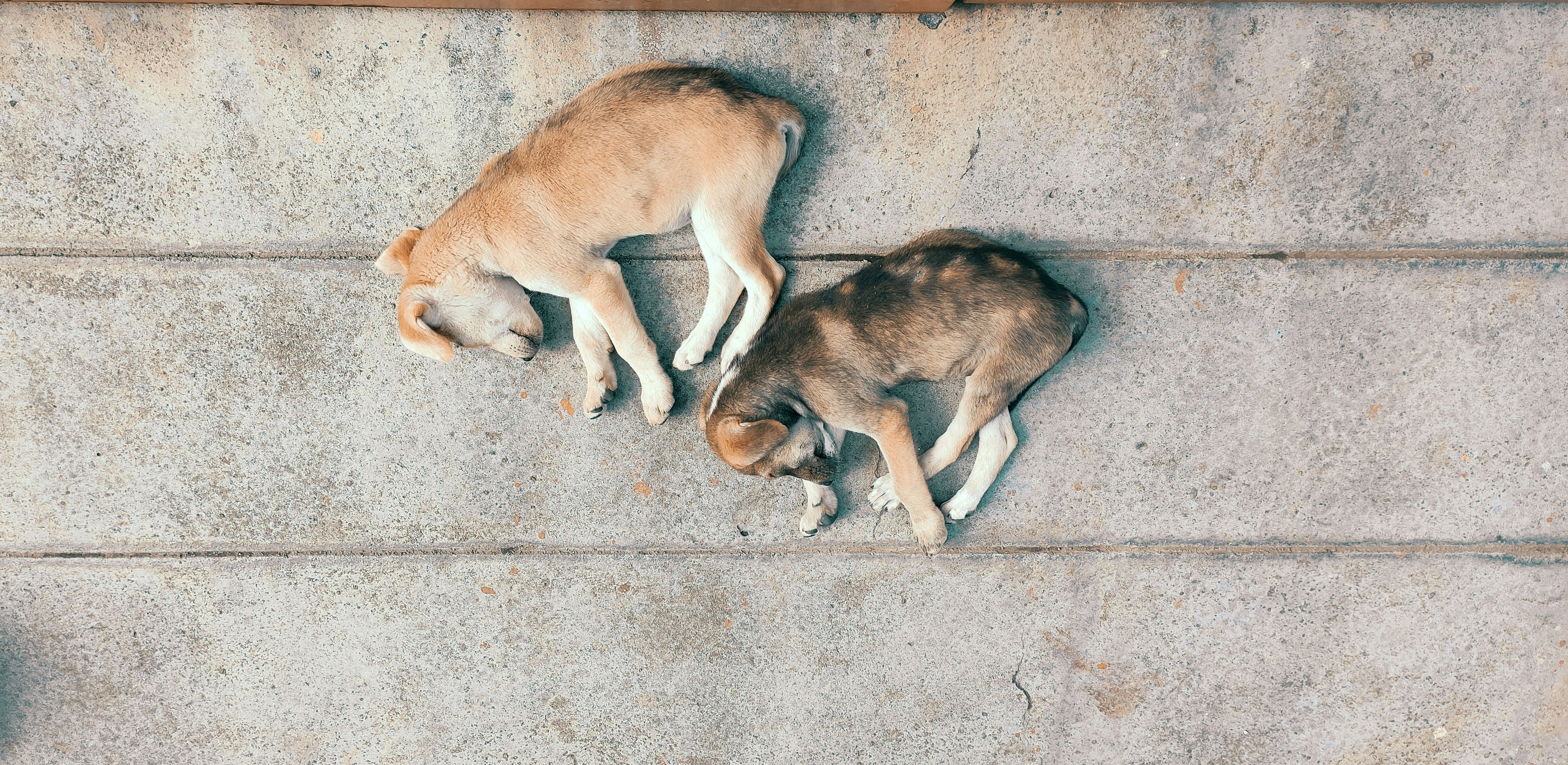 Two dogs lying on the ground photo – Free Grey Image on Unsplash
