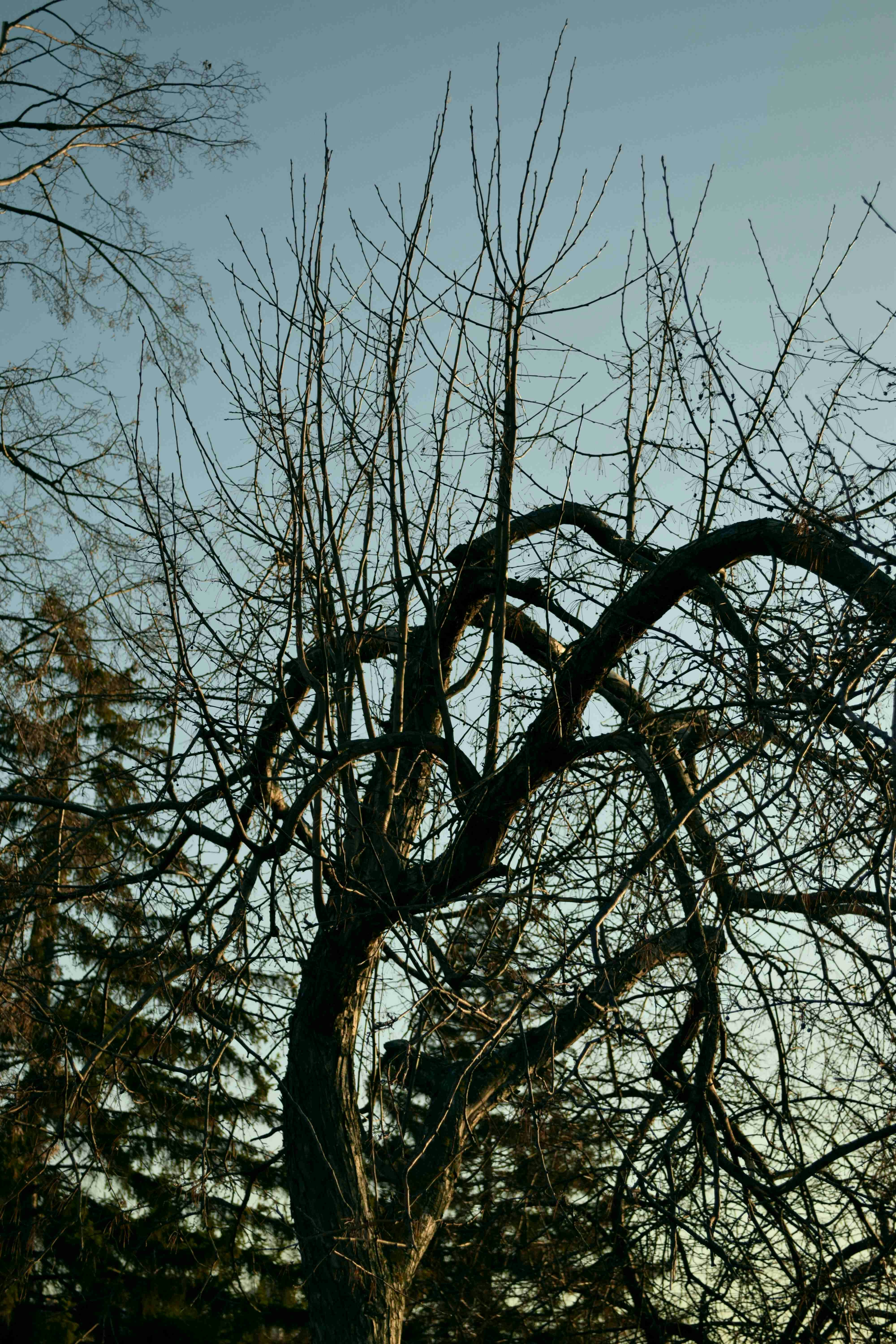 A gnarled tree stands against a pale sky, its bare branches intertwining like delicate lace. The scene evokes a sense of quiet solitude.