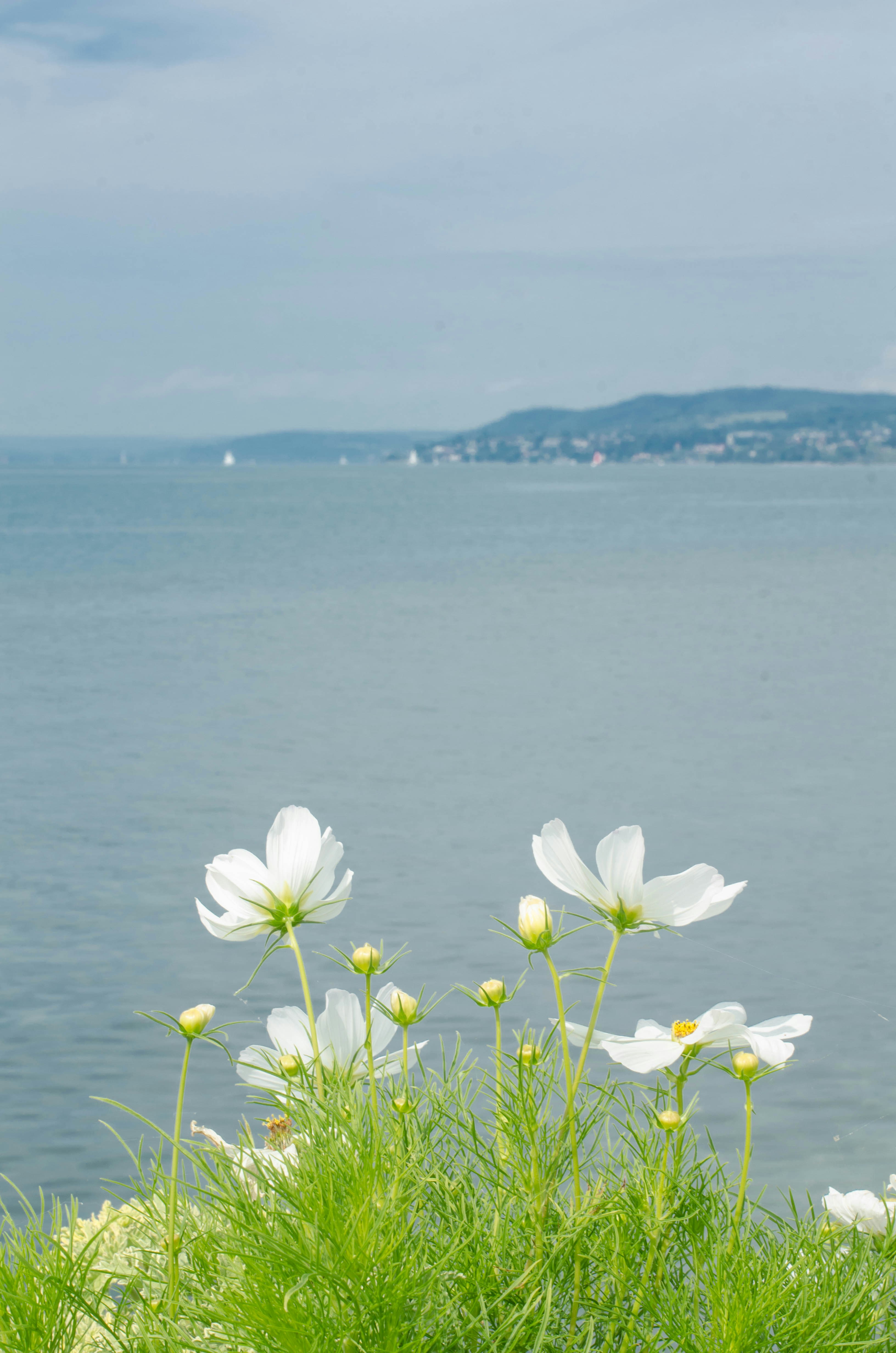 Sea-kissed foreground: white blossoms framing a distant shoreline