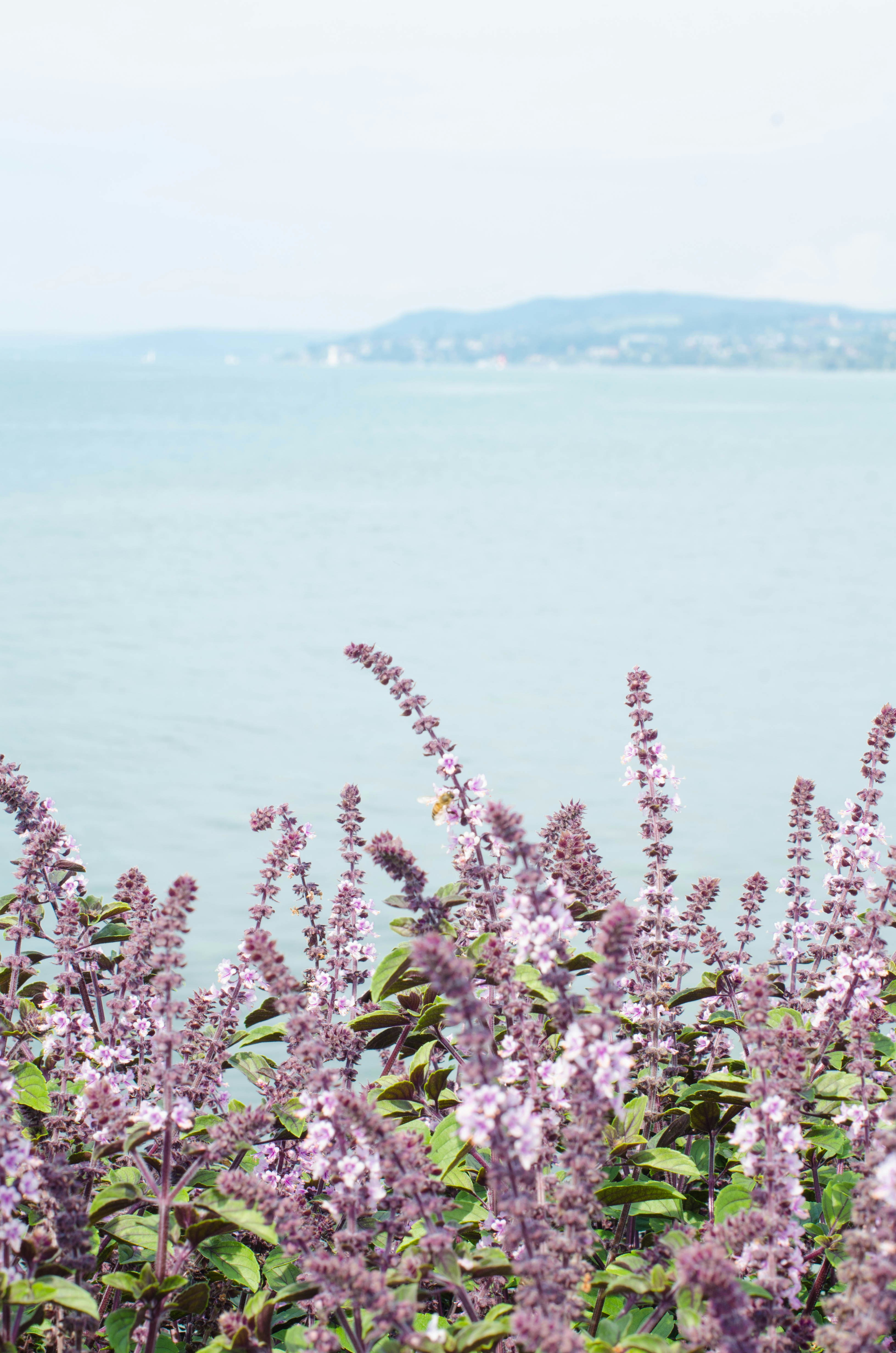 Lavender Verge by a Quiet Lake: Blooms Framing the Distant Shore