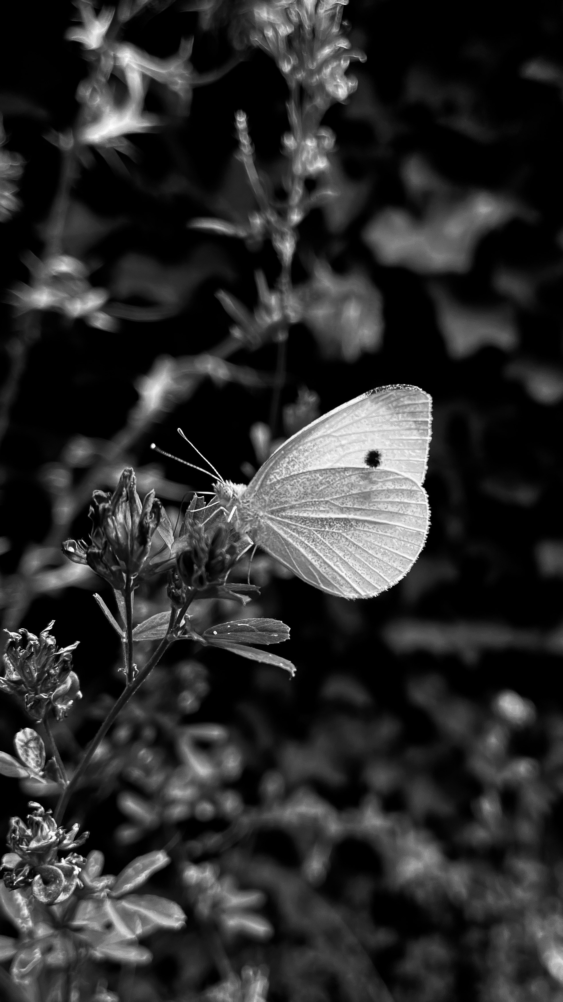 Monochrome Grace: White-winged Butterfly on a Slim Garden Stem