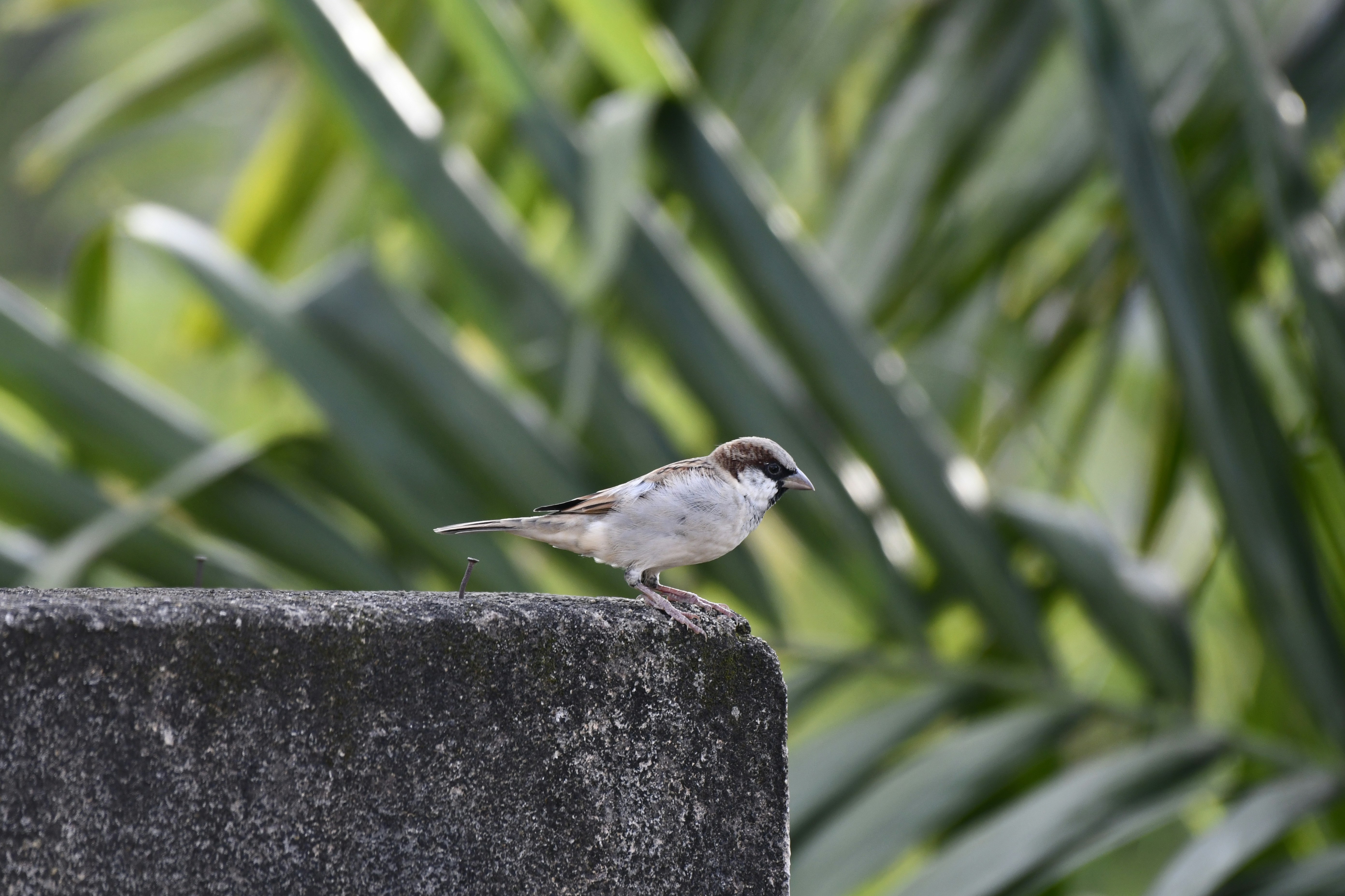 House Sparrow Perched on Concrete Edge Amid Tropical Foliage