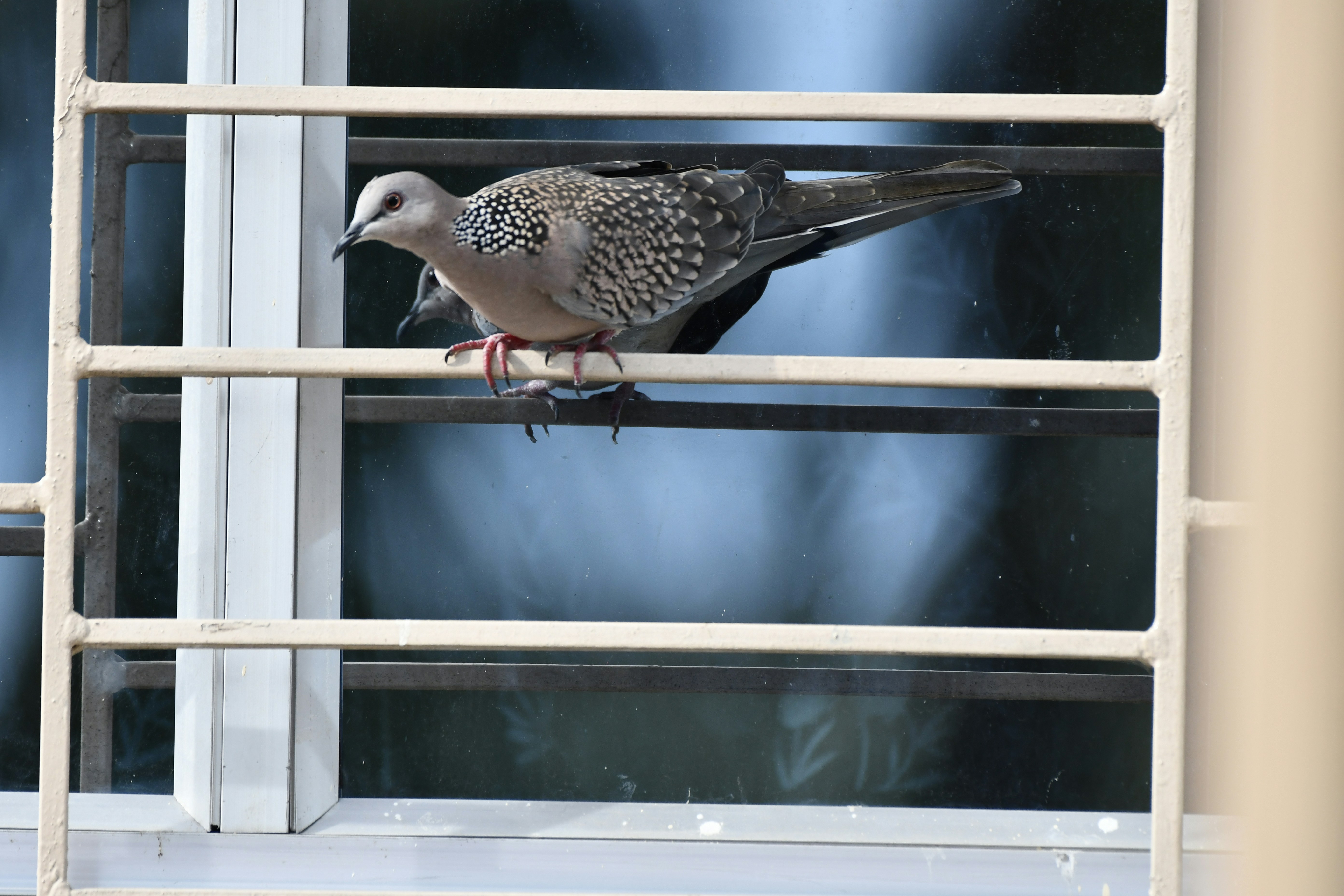 Perch Between Bars: A City Dove Resting on Window Louvers