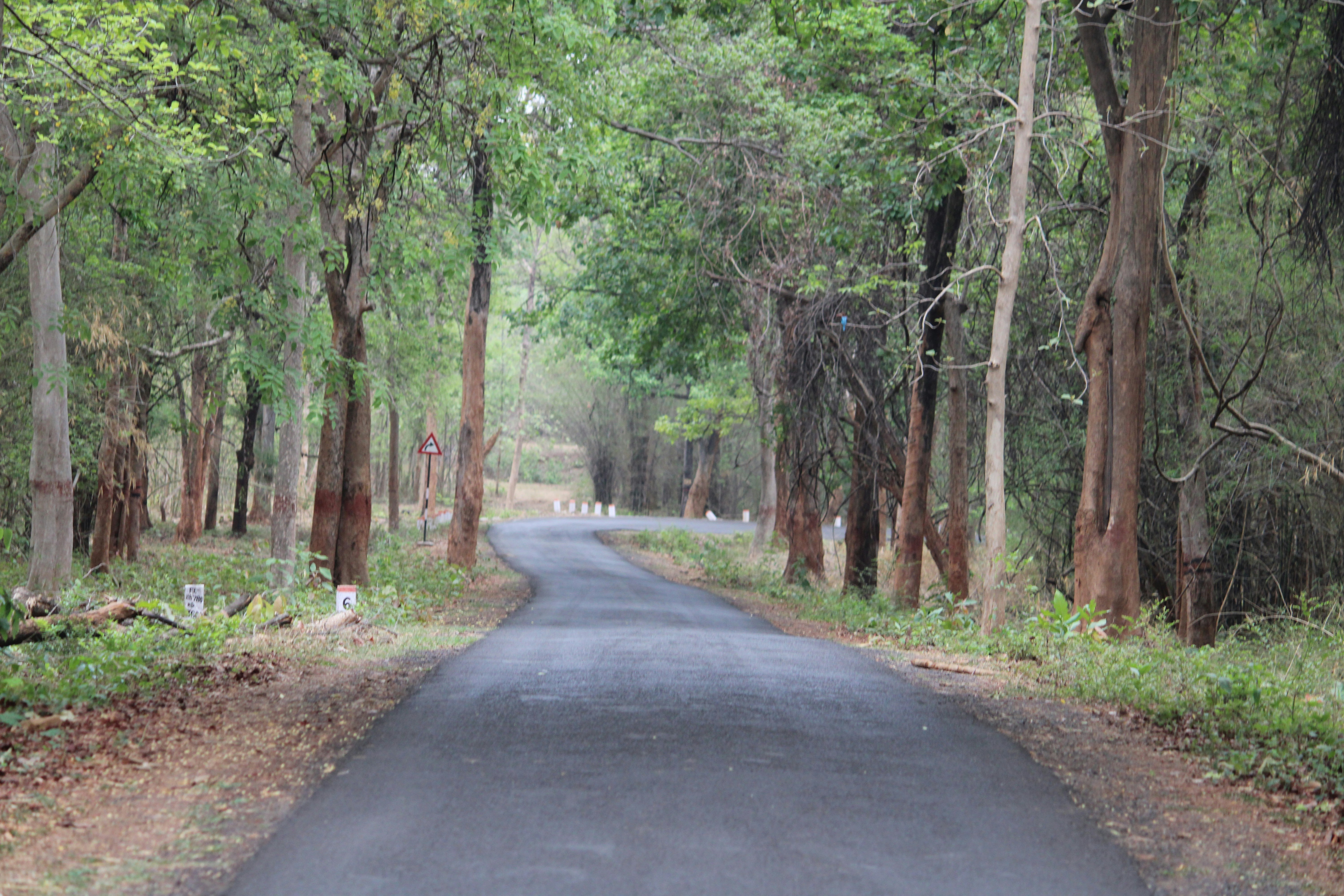 A road with trees on the side photo – Free Pench national park Image on ...