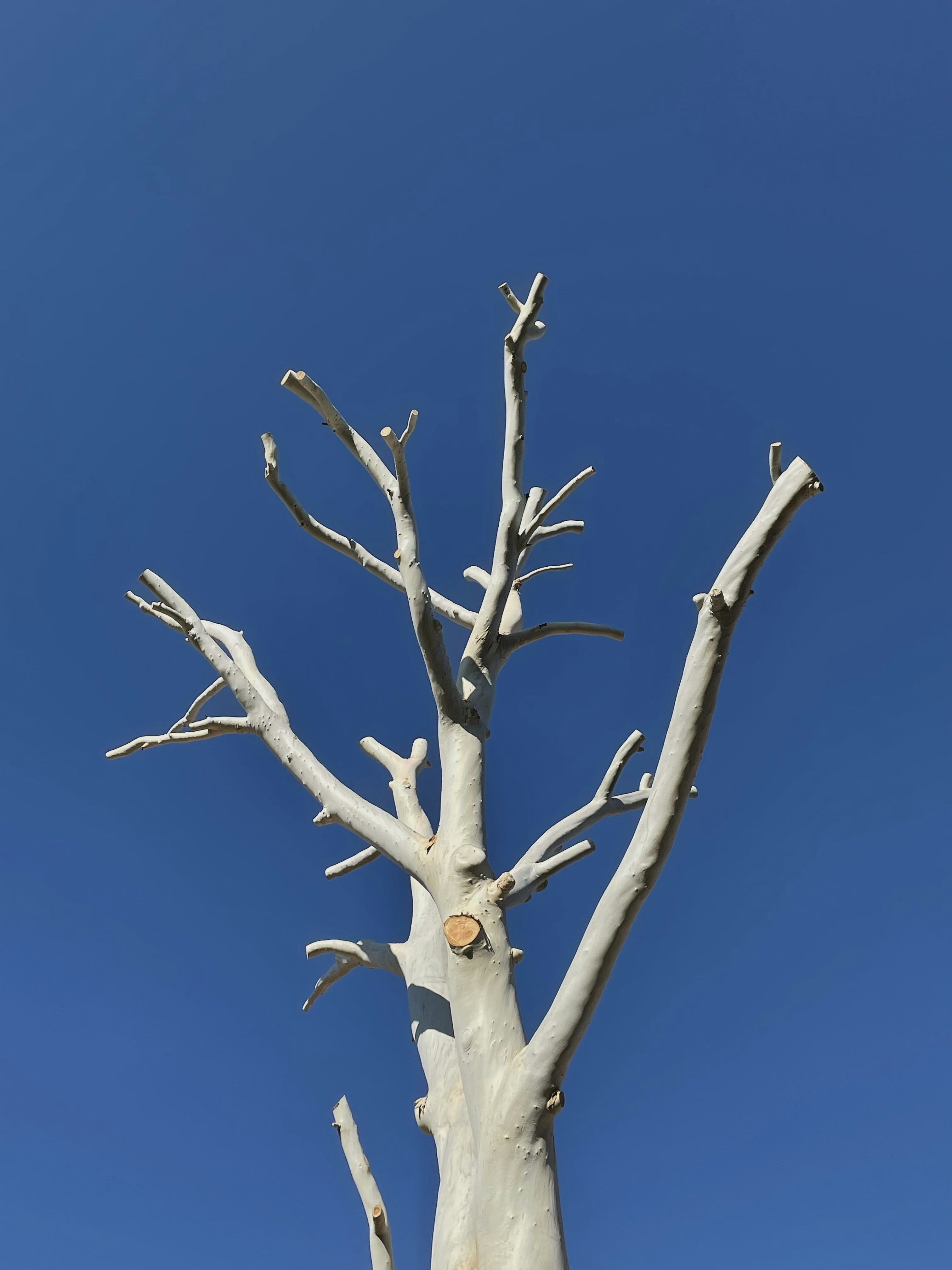 Foto Un árbol sin hojas – Imagen Rossi gratis en Unsplash