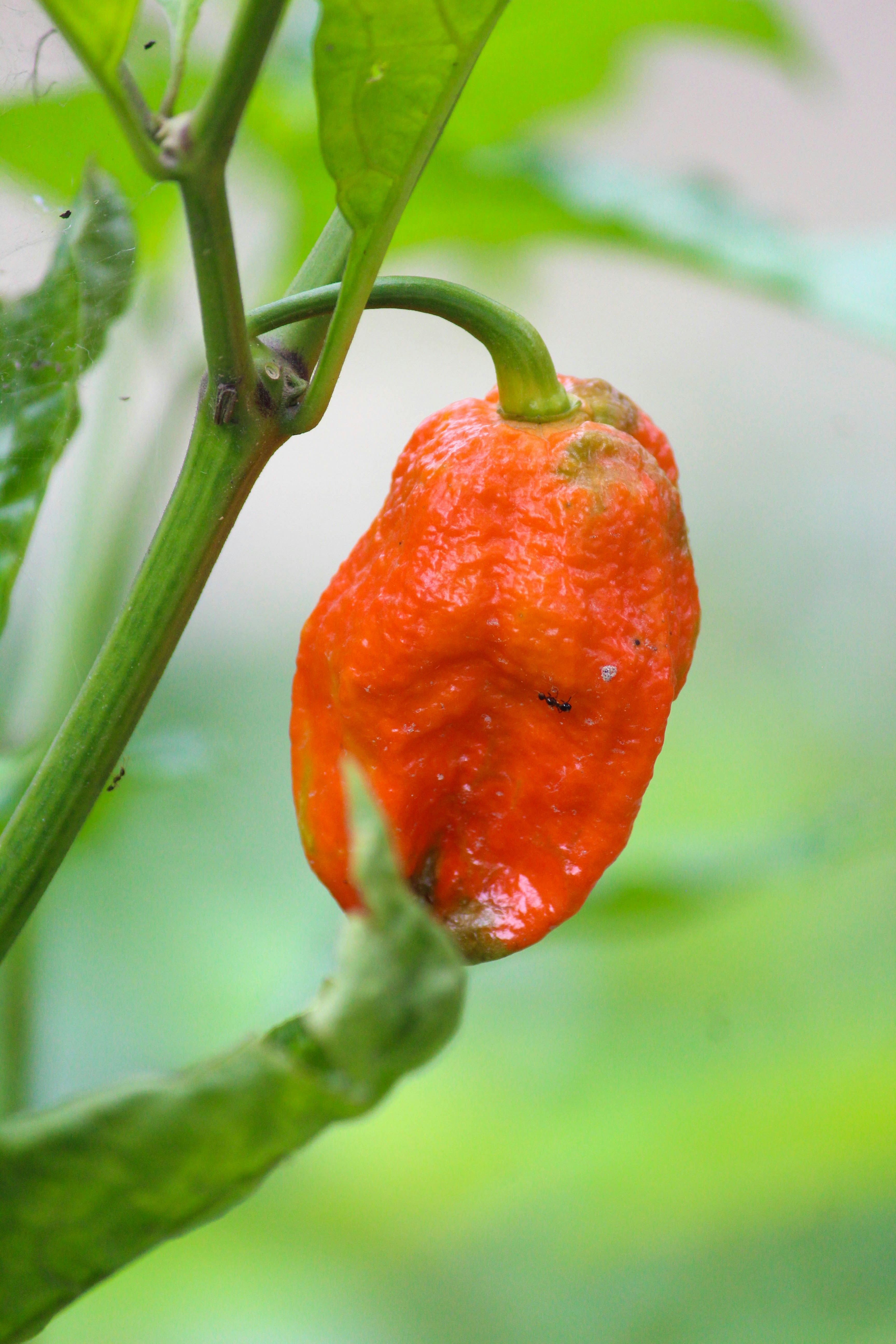 Vibrant orange ghost pepper hanging from a green stem, surrounded by lush foliage. The pepper's wrinkled surface showcases its unique texture.