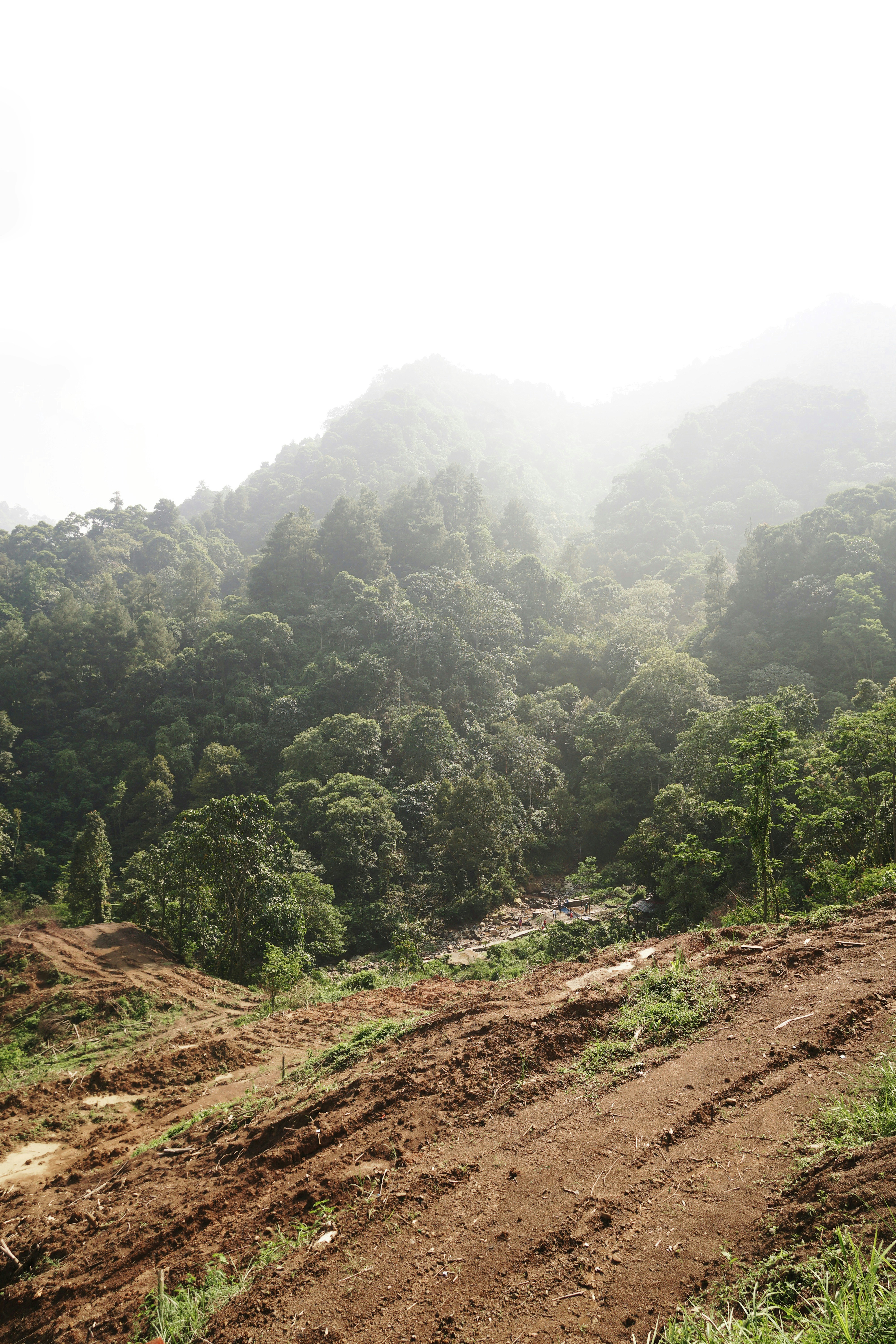 a dirt road going through a forest