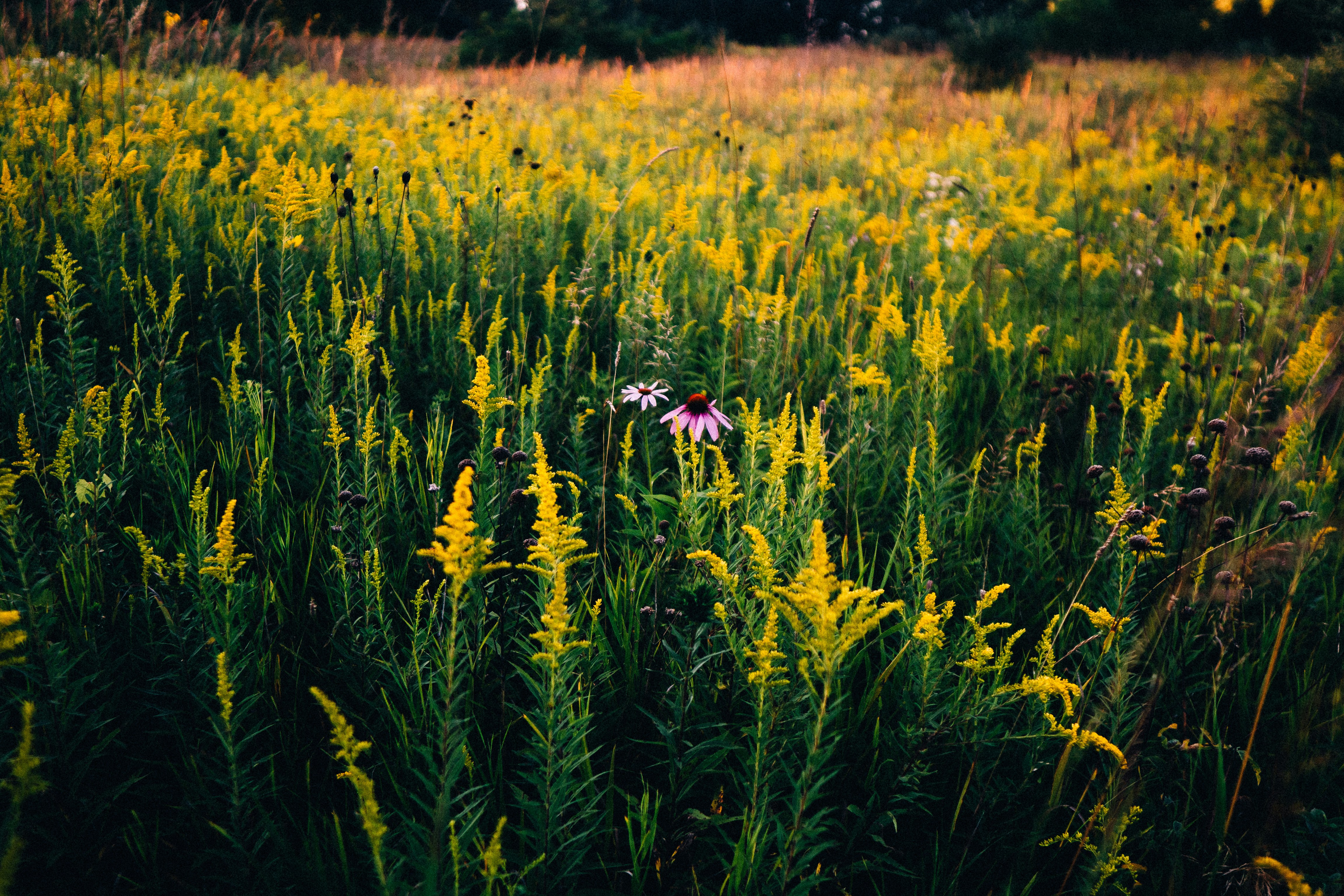 Lone Purple Coneflower Amid a Sea of Goldenrod at Dusk