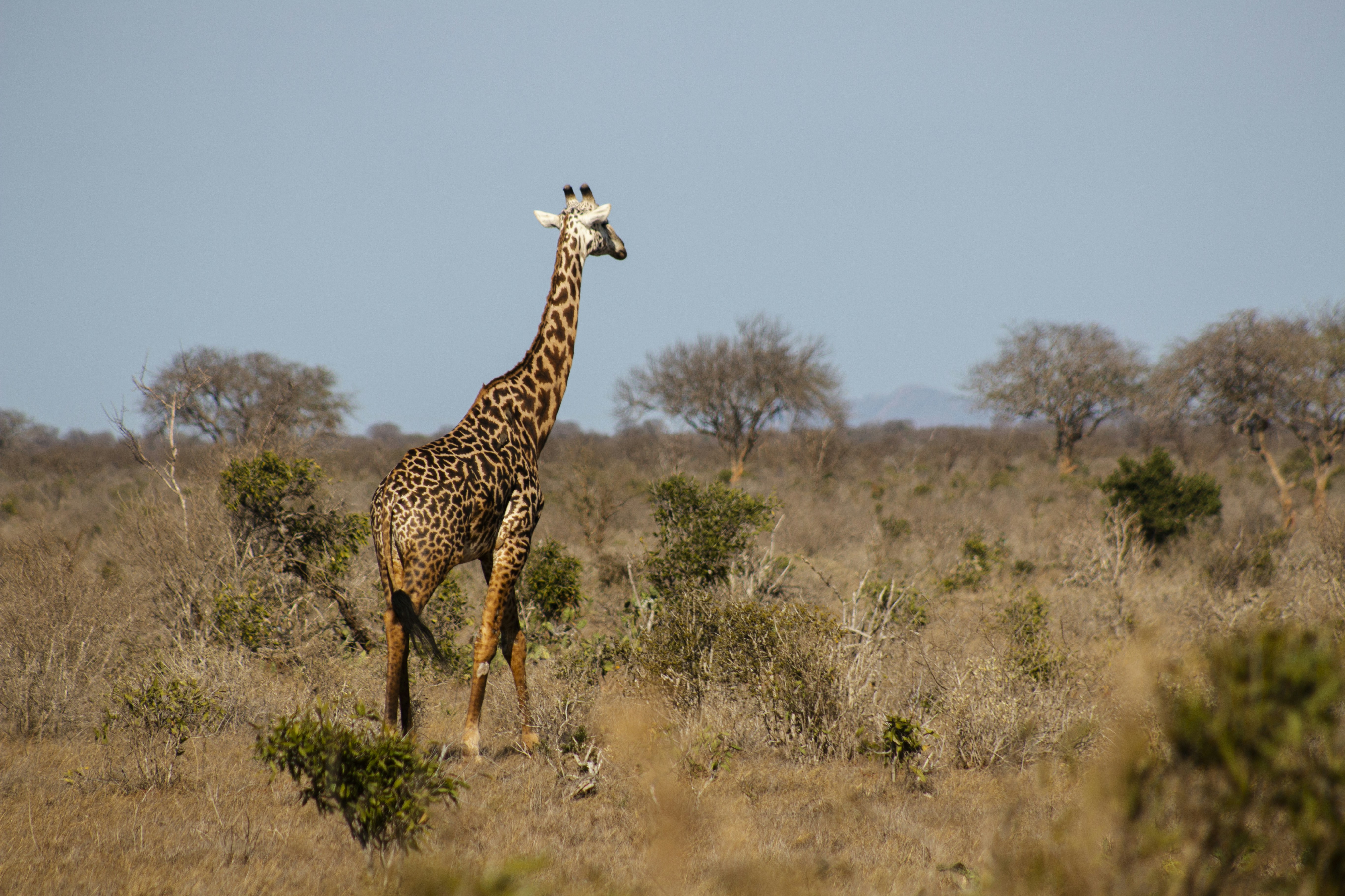 A giraffe in a grassland photo – Free Kenya Image on Unsplash