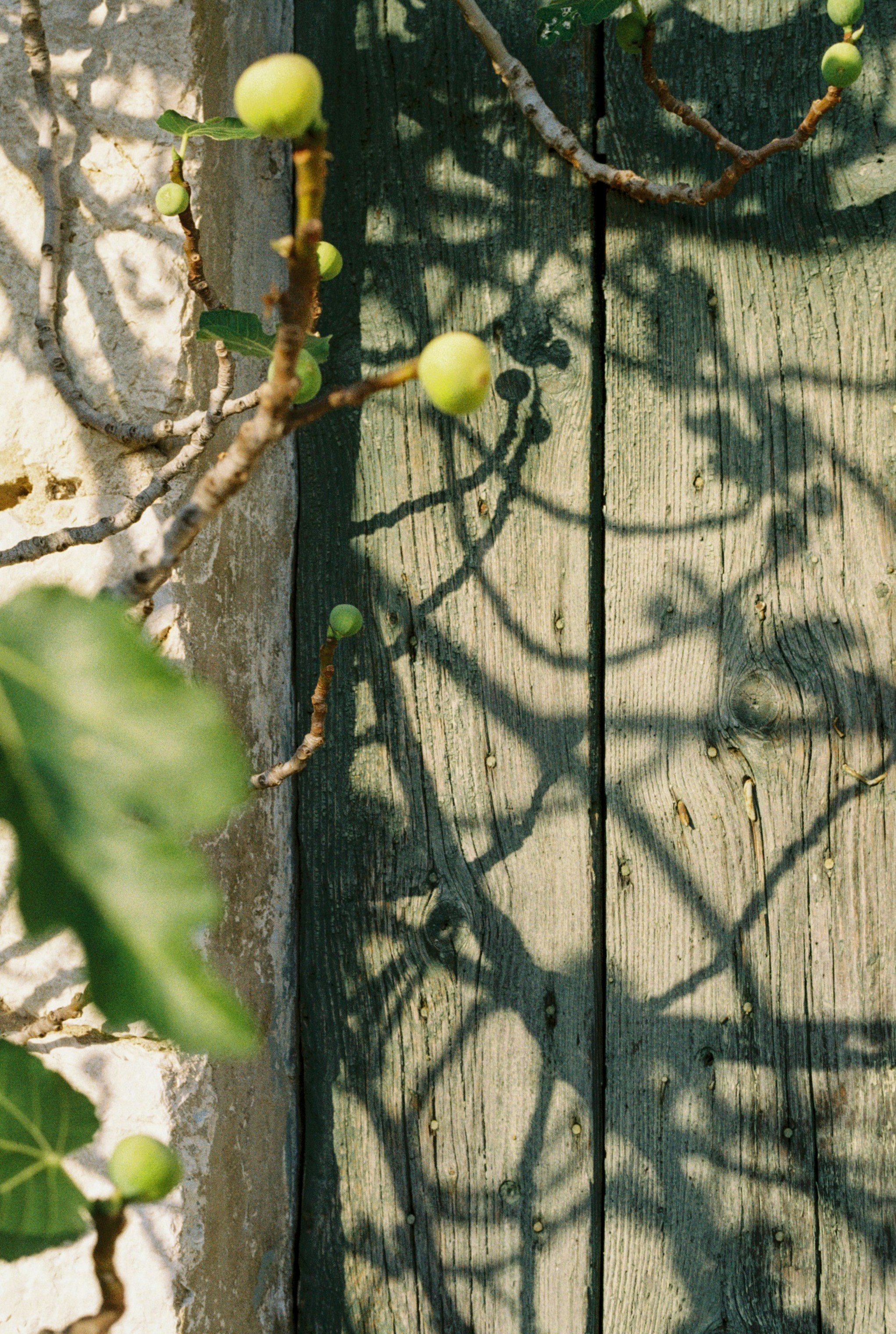 Sunlit Grapevines Cast Quiet Shadows Across Weathered Fence