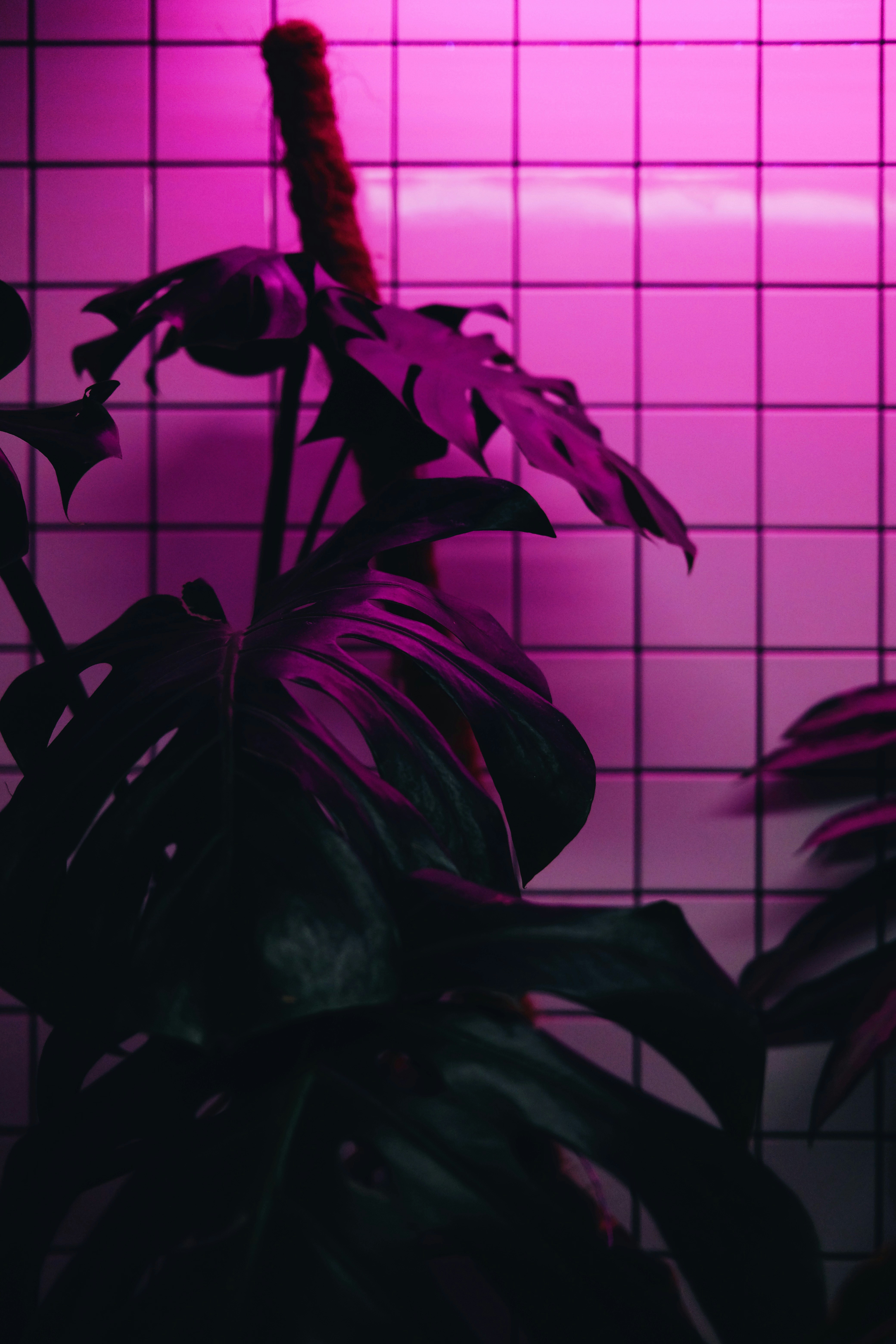 Neon Monstera at Midnight: A Magenta Grid Portrait