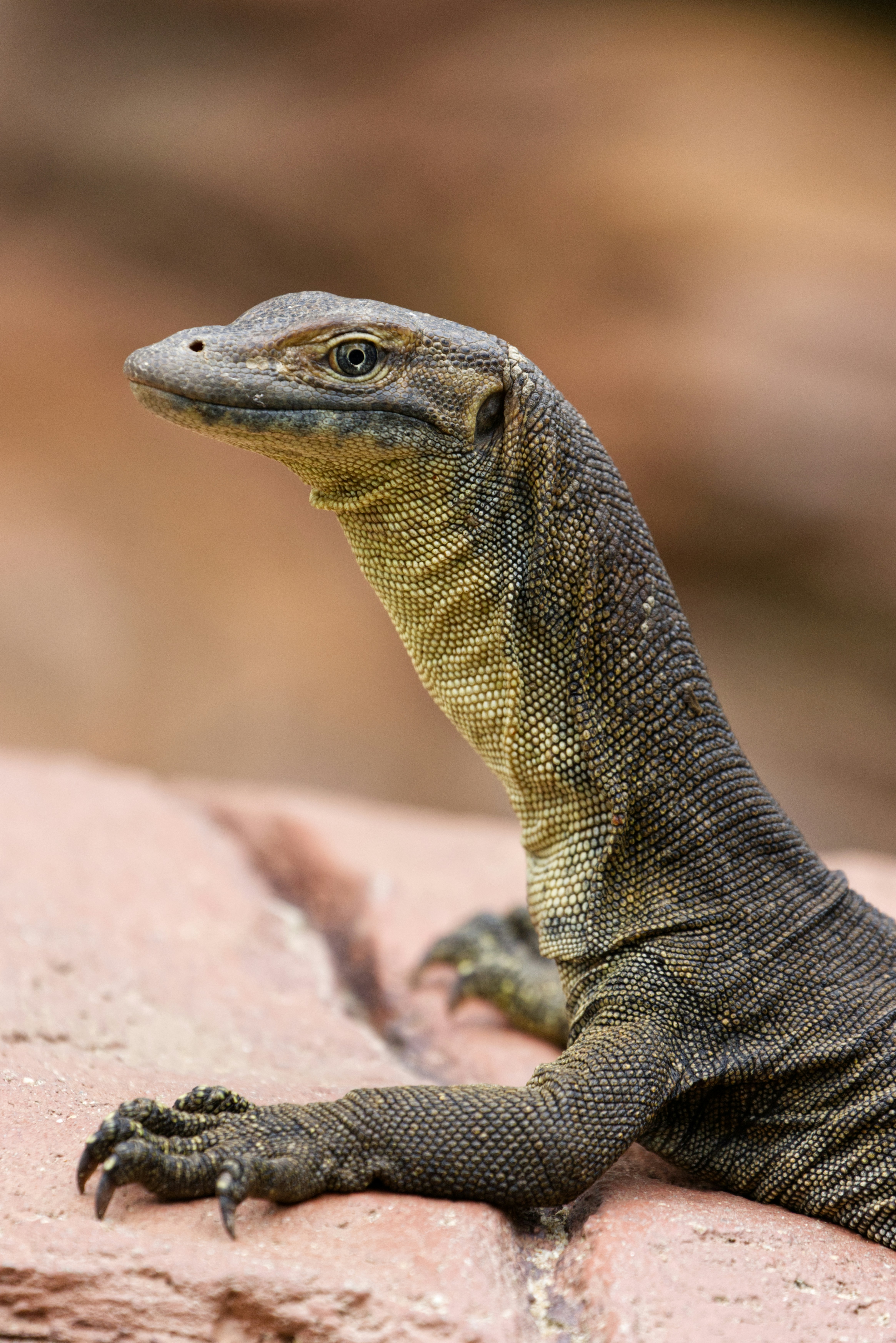 A lizard on a rock photo – Free Image on Unsplash