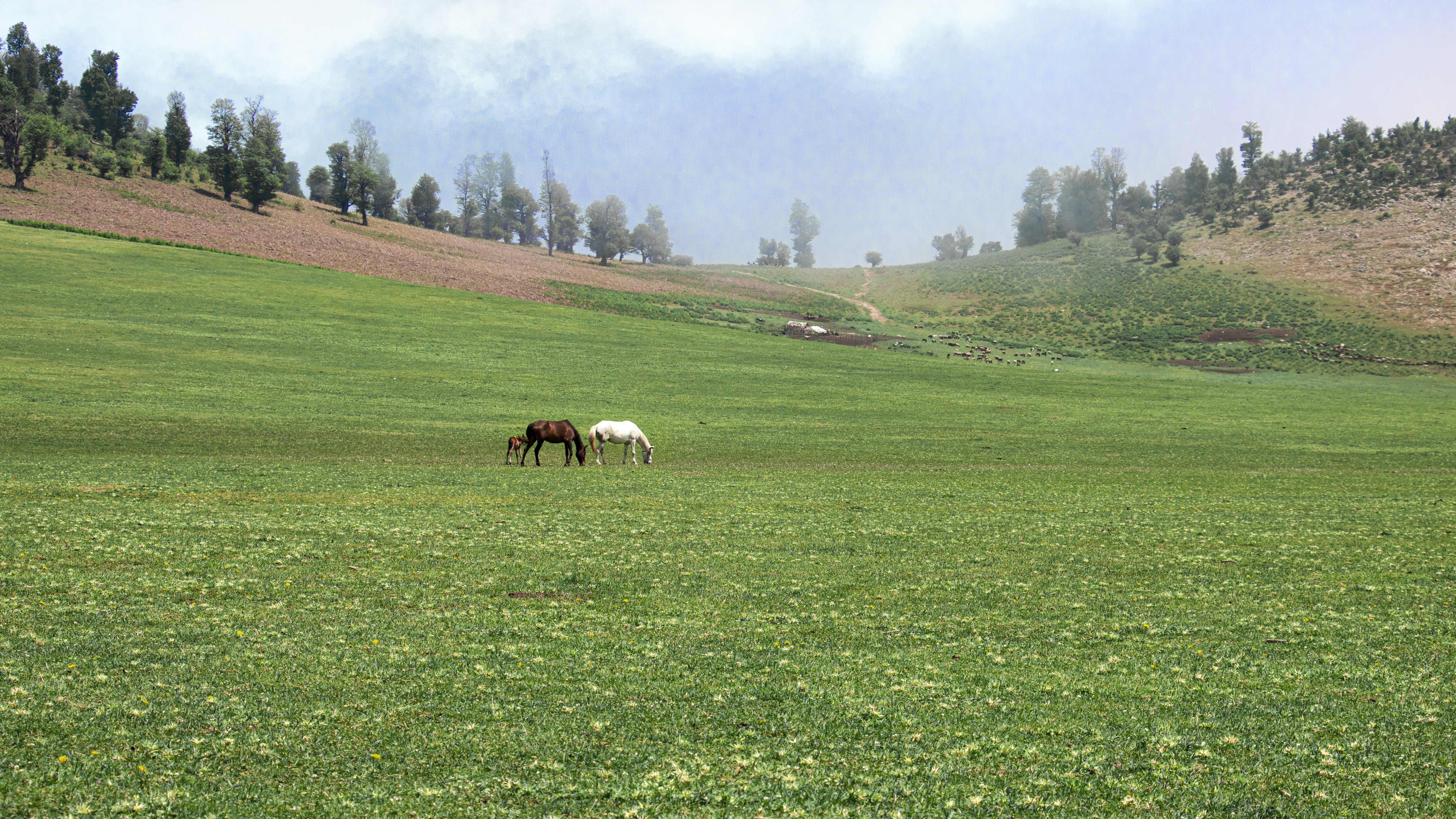 Two Horses in a Lush Meadow Beneath Rolling Hills