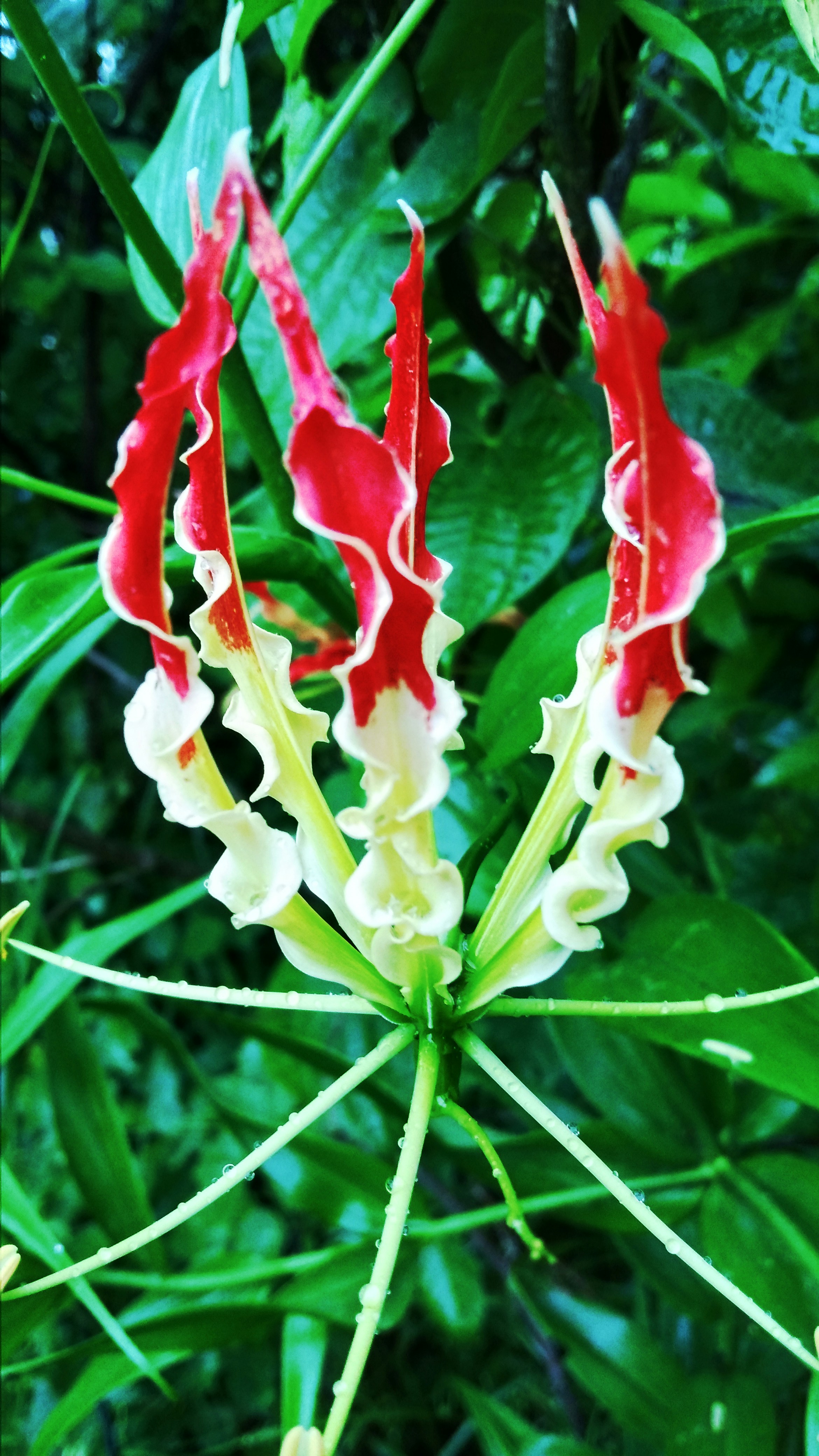 Crimson Flame Lily Unfurls Amid Verdant Backdrop