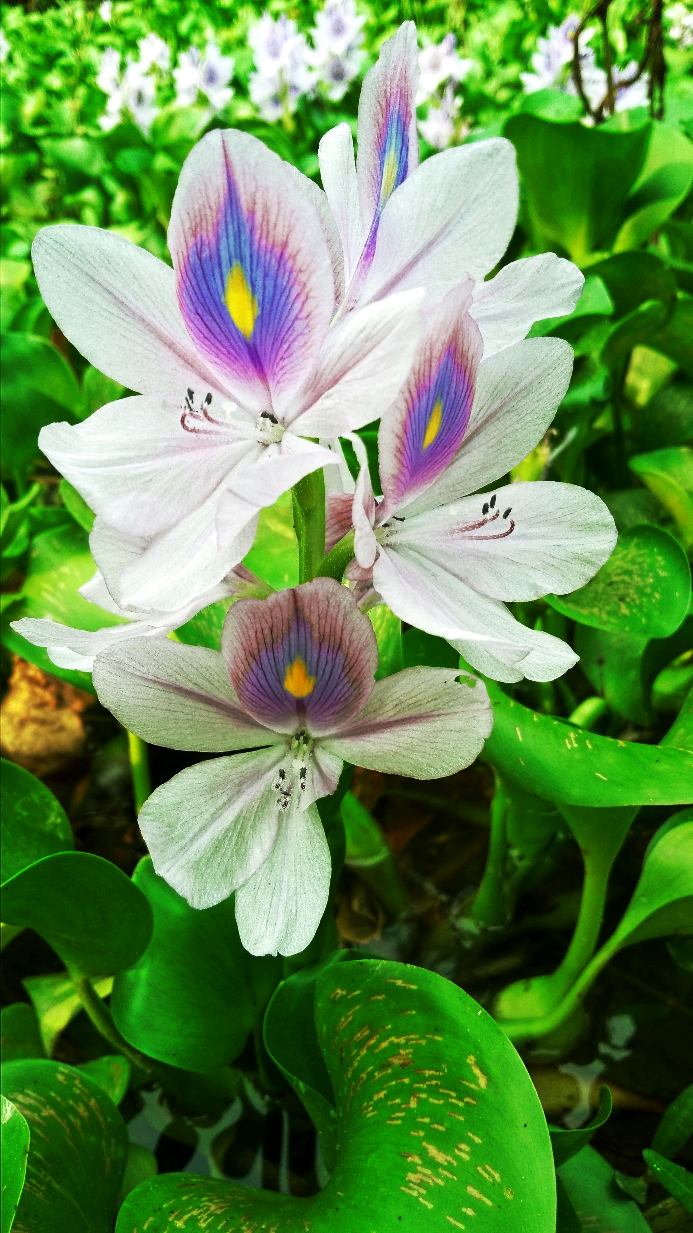 Ivory Hyacinths with Violet Eyes Amid Emerald Swirl