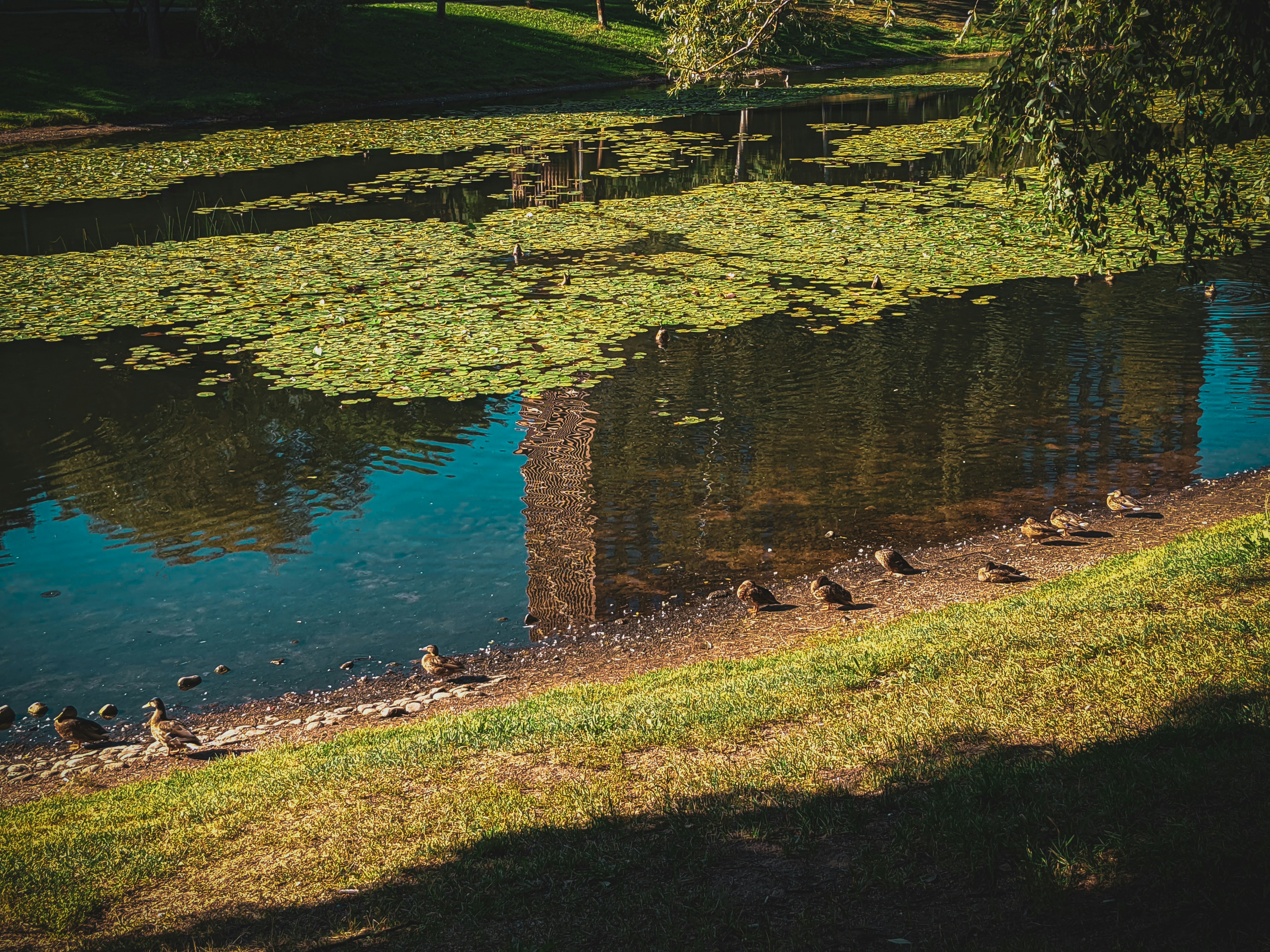 Ducks line the grassy bank beside a pond dotted with lily pads, with tree reflections shimmering on the water.