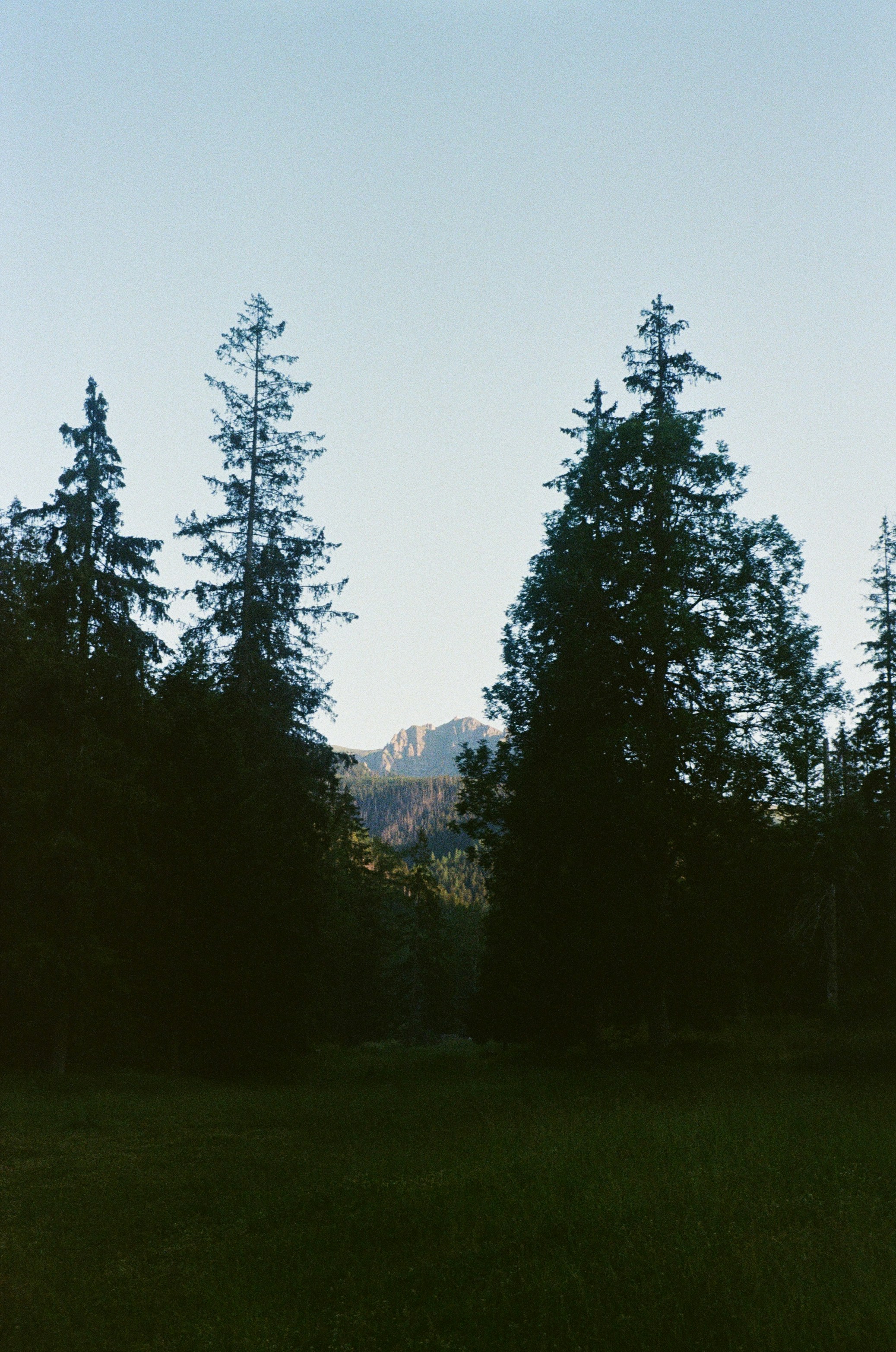 Tall evergreen trees frame a distant mountain peak under a clear blue sky. The scene evokes tranquility and the beauty of nature.