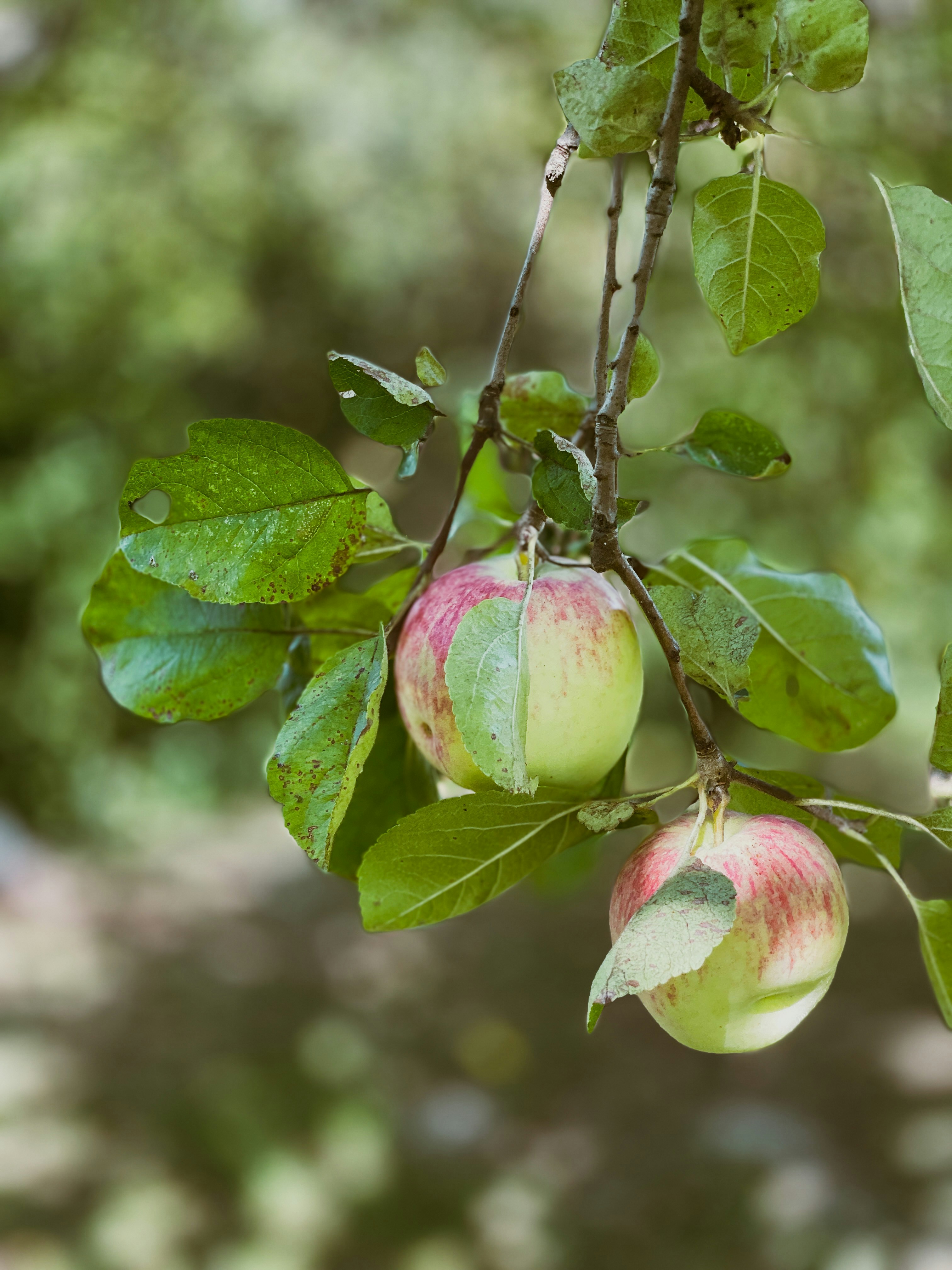 a close-up of some fruit