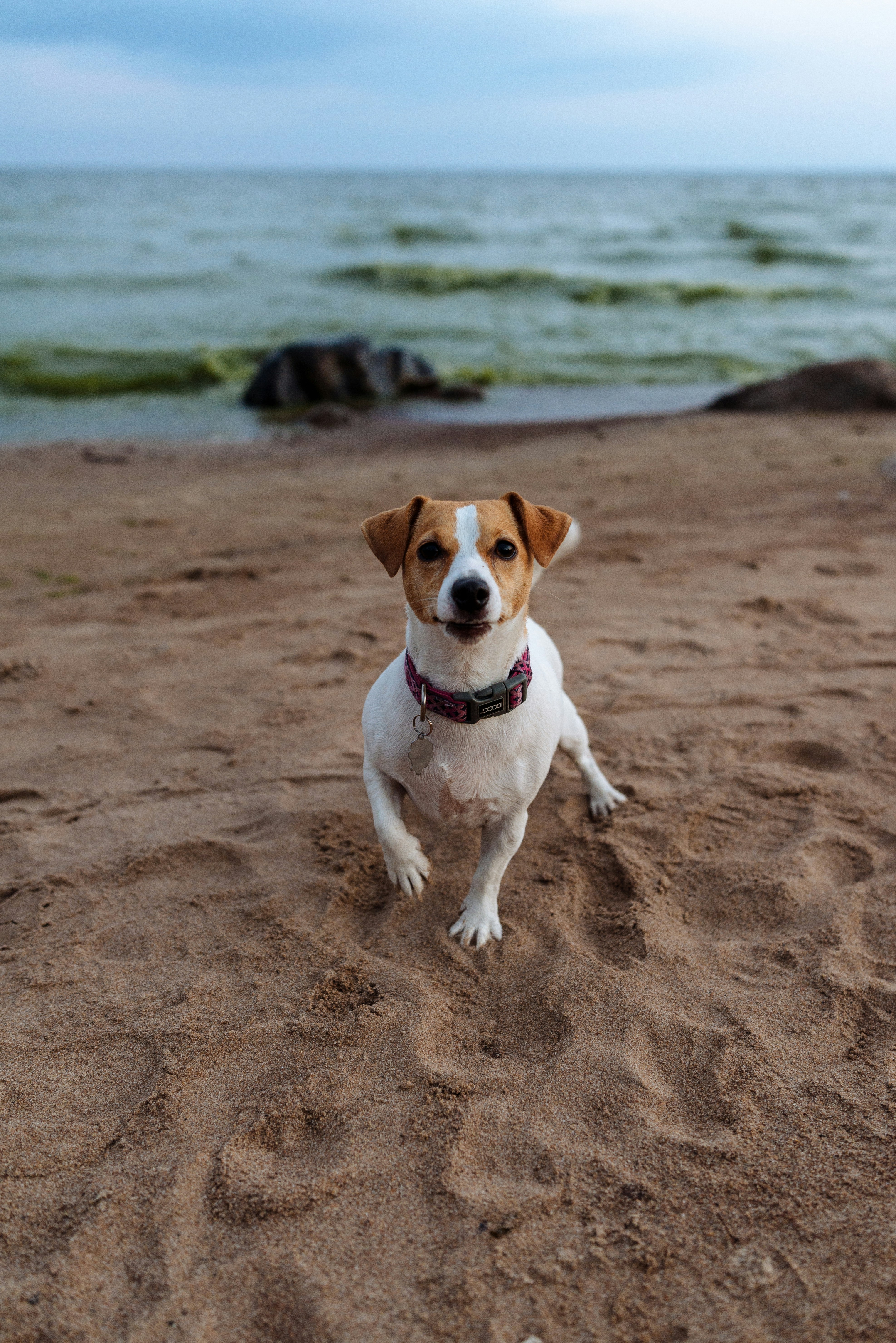 Beachside Fetch: A Curious Terrier Anchors the Frame on Sunlit Sand
