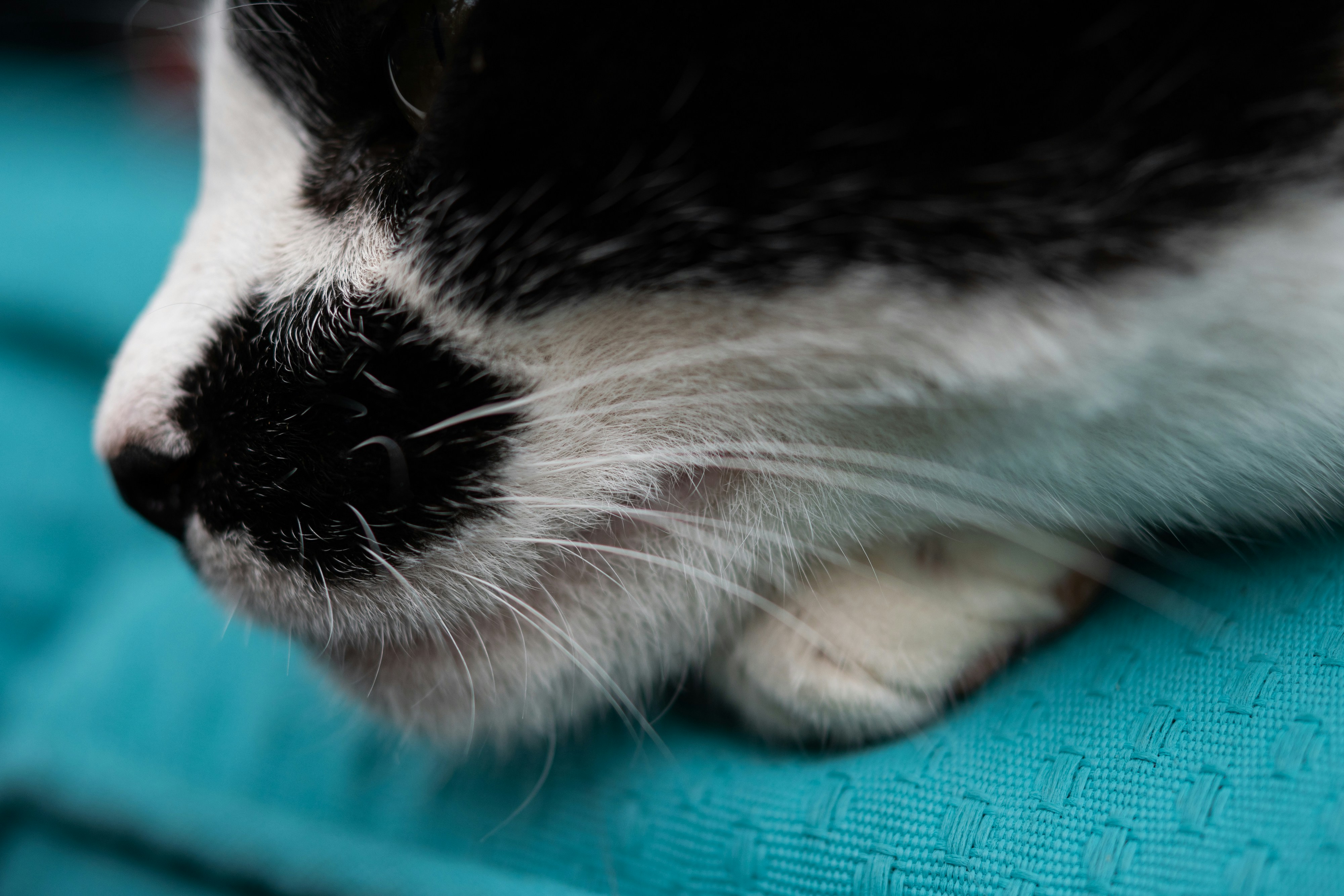 Teal Quiet: Close-Up of a Cat's Nose on a Textured Blanket