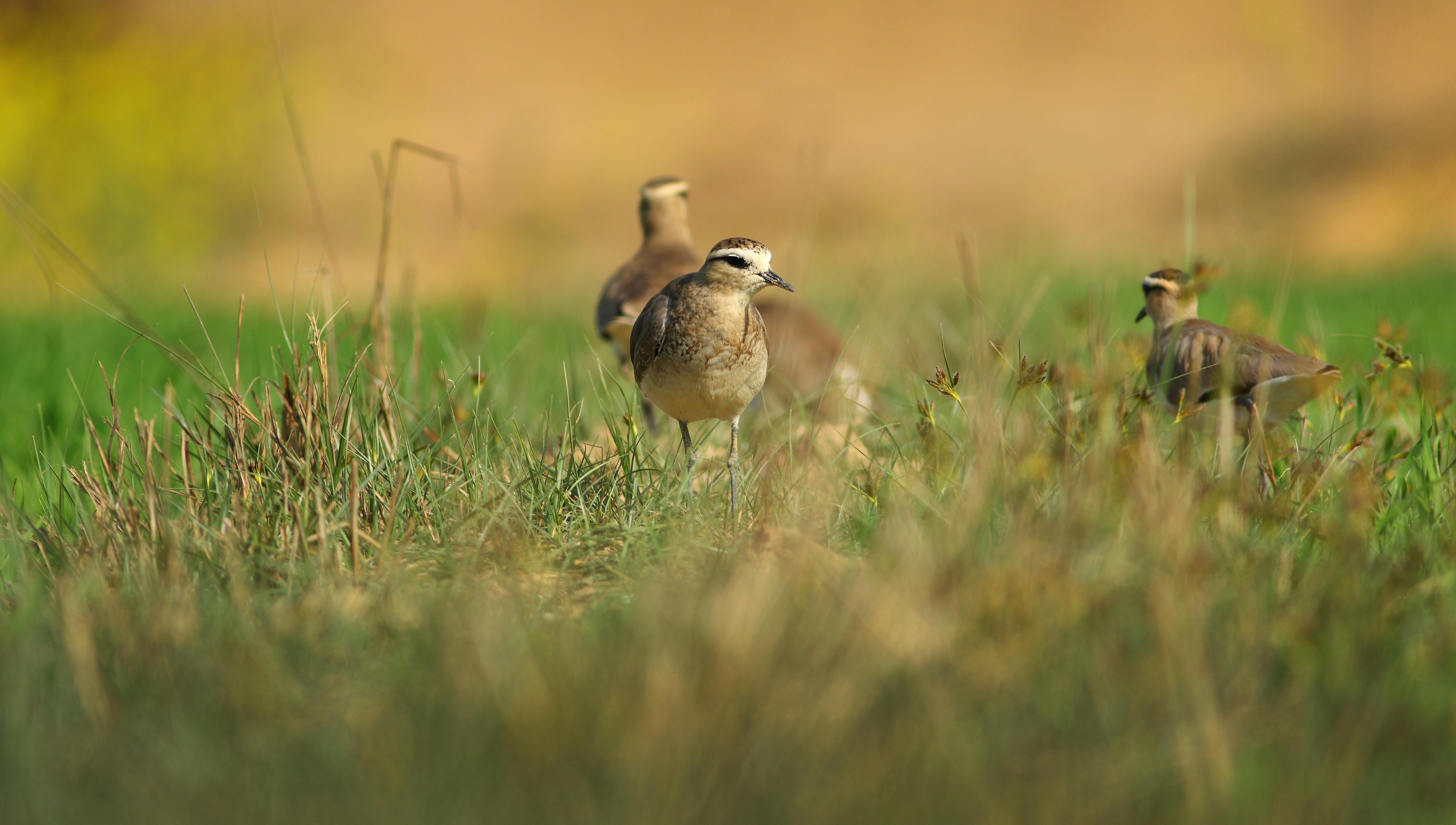 Trio of Shorebirds in a Golden Meadow