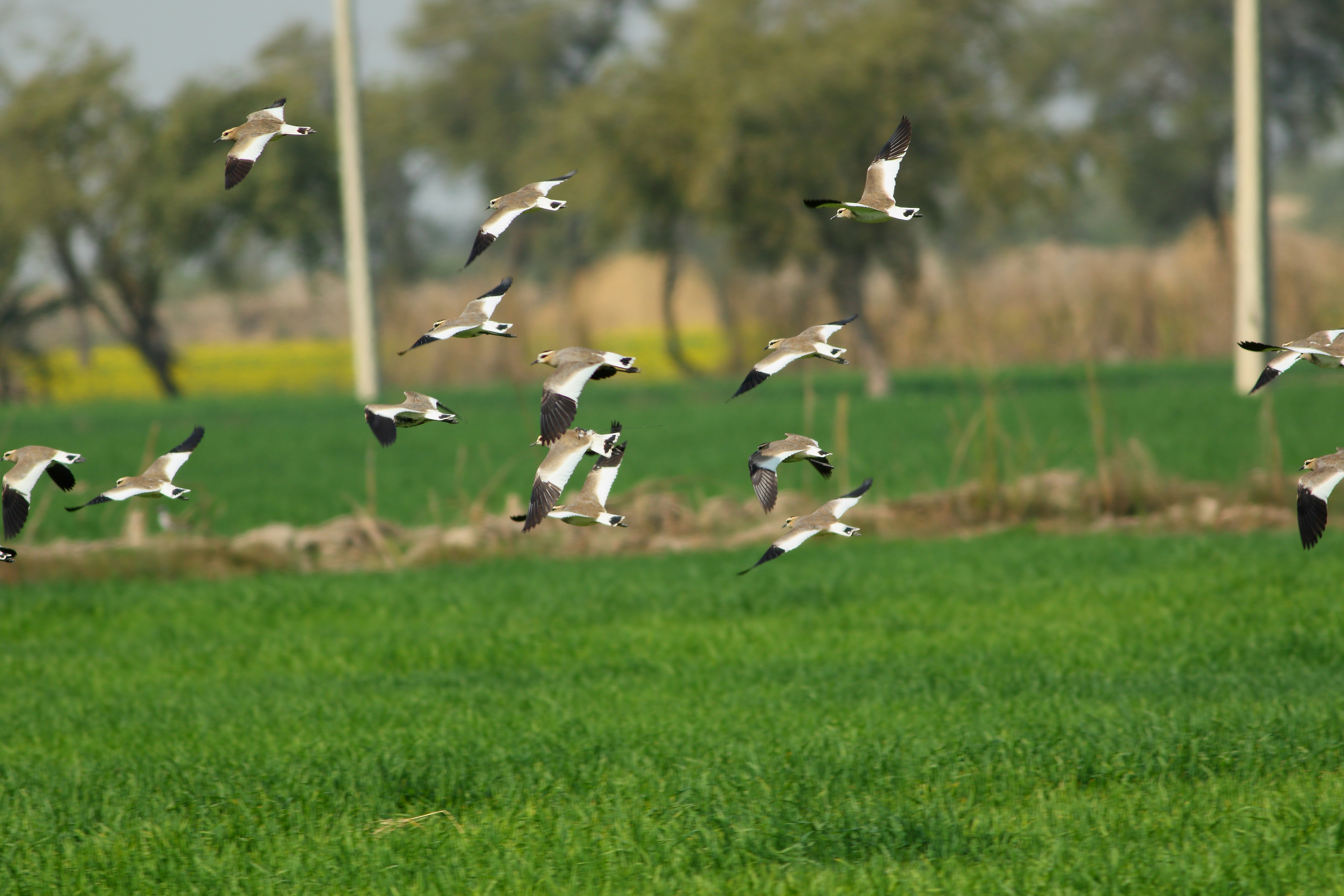 A dynamic scene of a flock of birds in flight over vibrant green fields, capturing the essence of nature's movement.