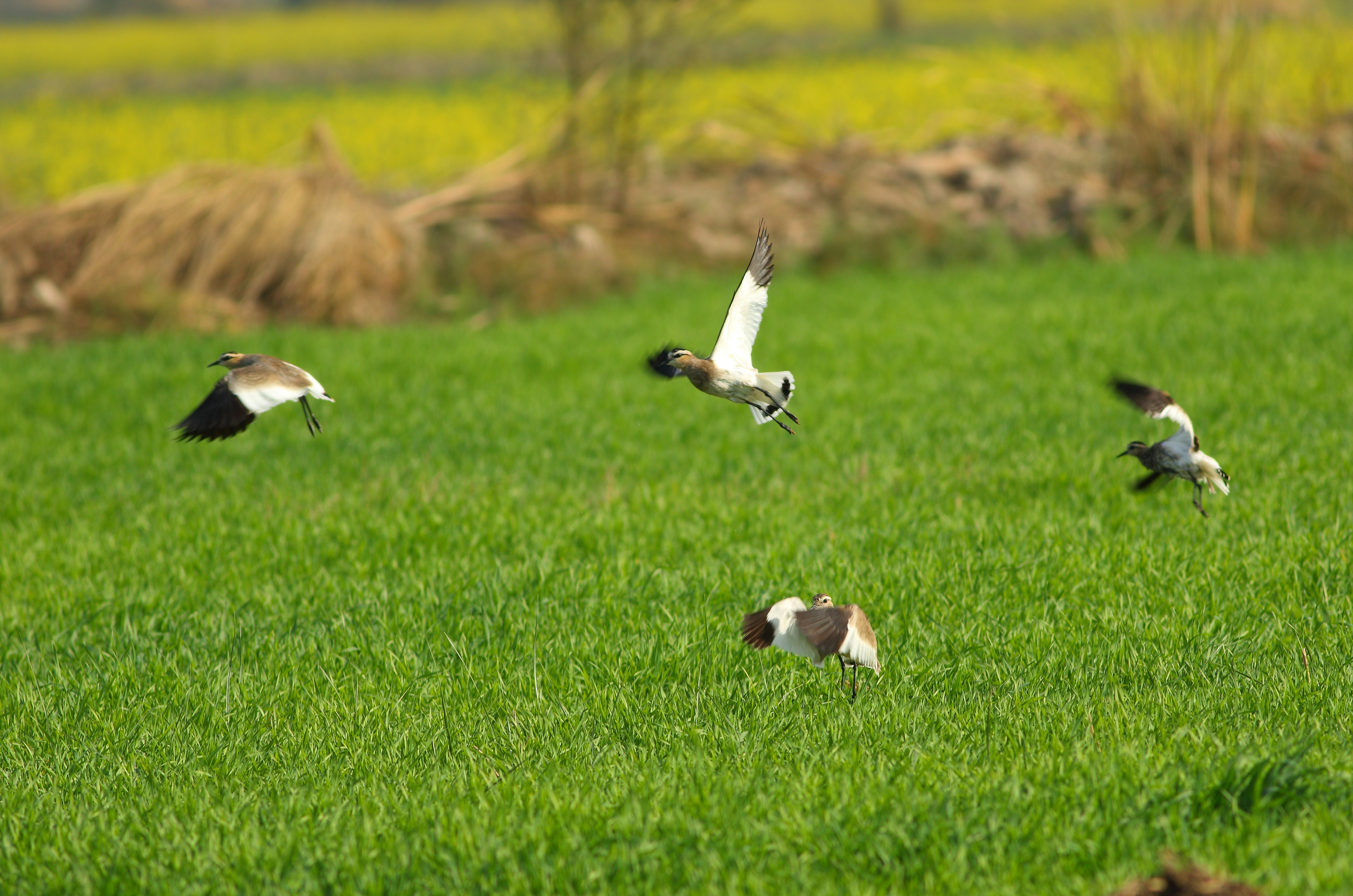 Imágenes de Bhalwal | Descarga imágenes gratuitas en Unsplash