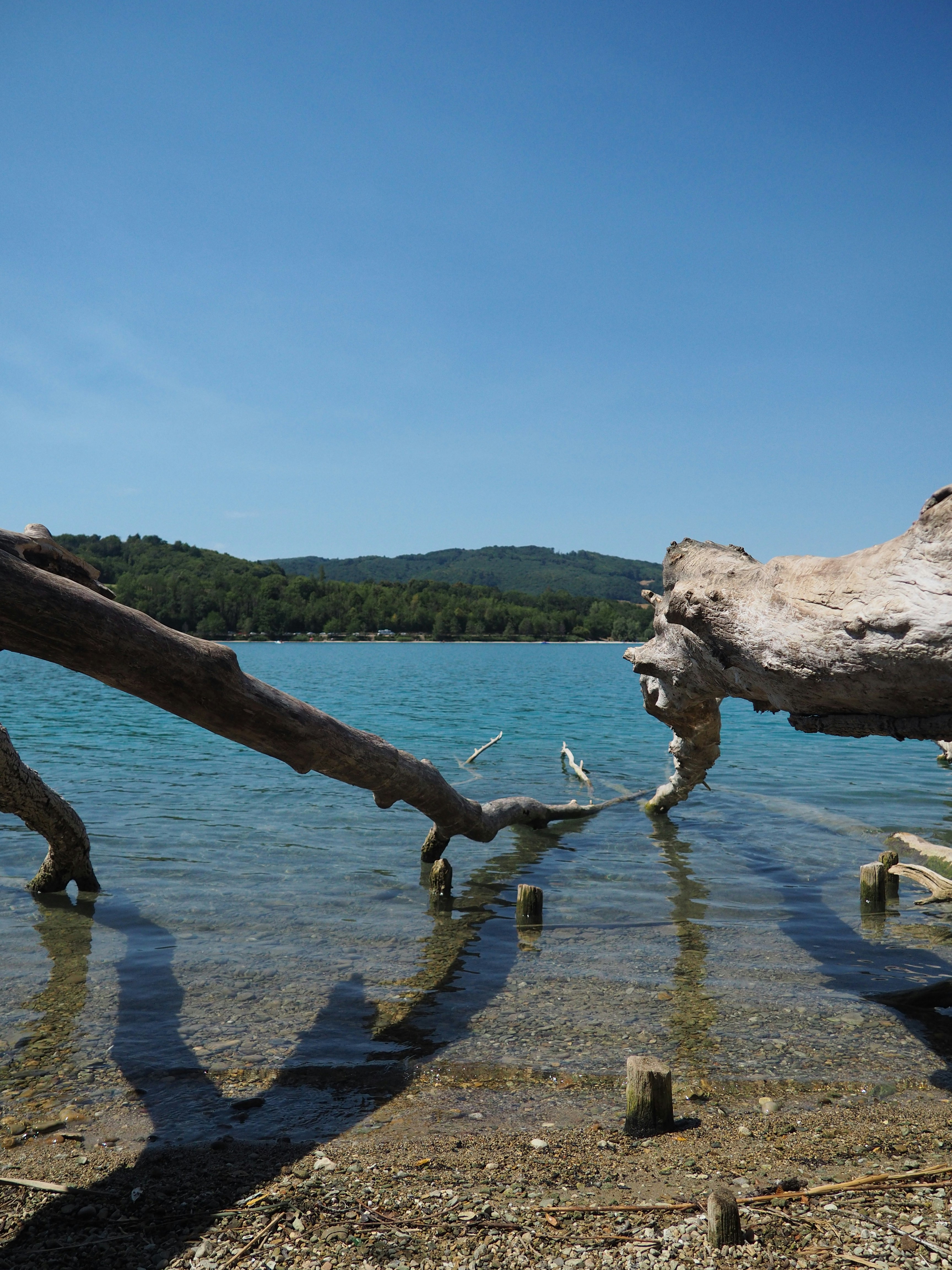 a group of logs in a body of water