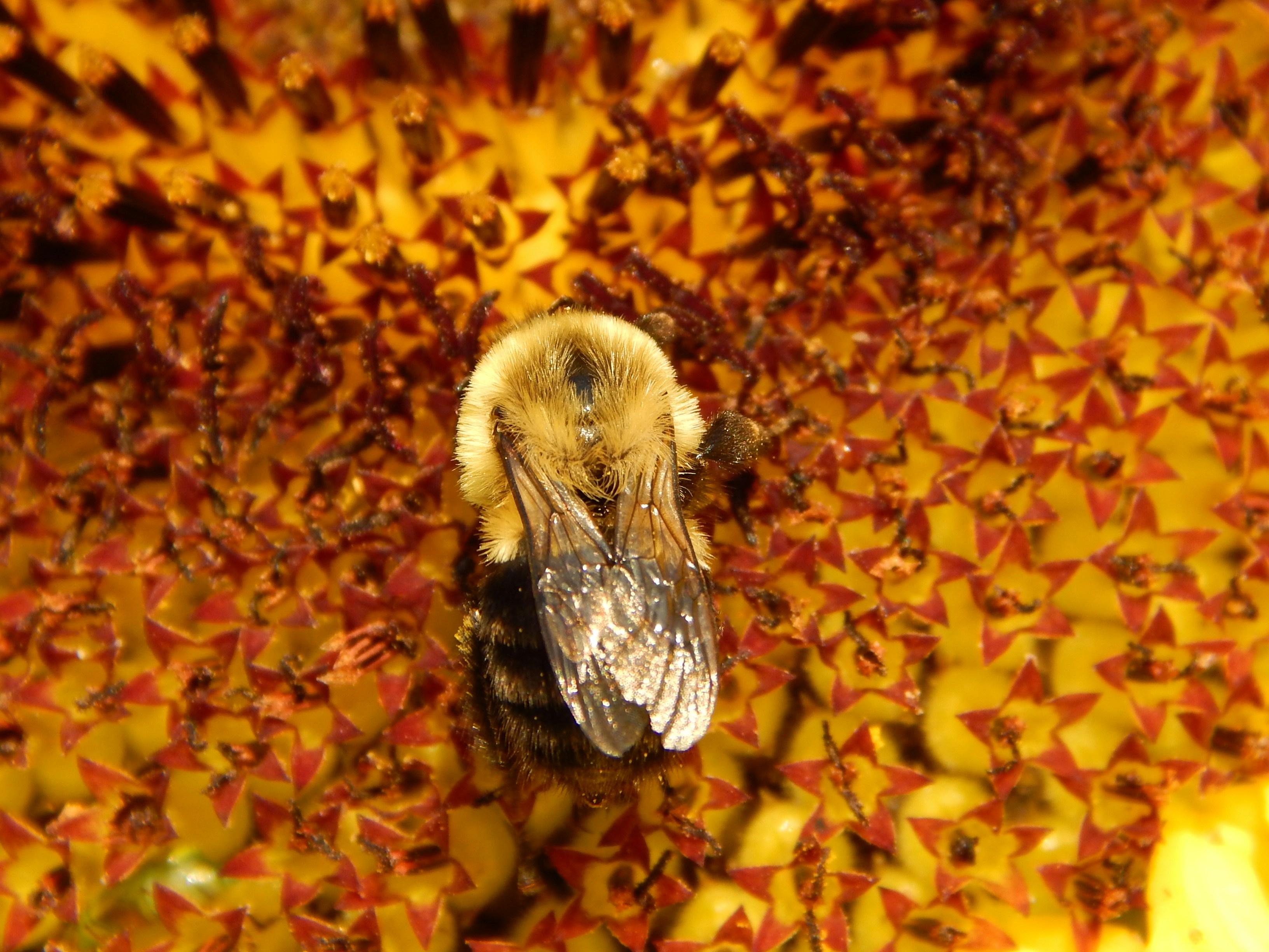 Un pájaro con un pico largo foto – Imagen de Abeja gratuita en Unsplash