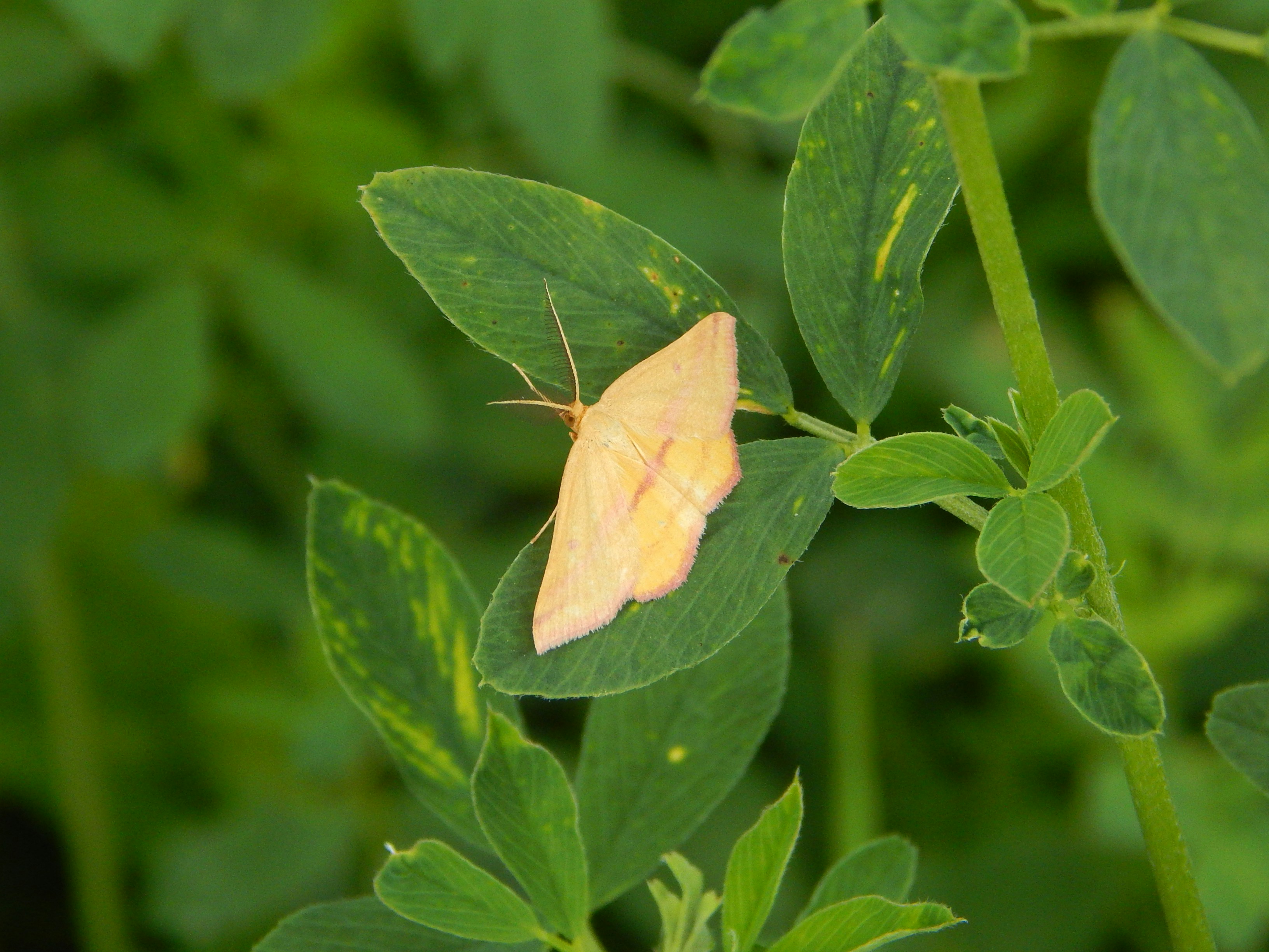 Amber-winged moth rests amid emerald tendrils