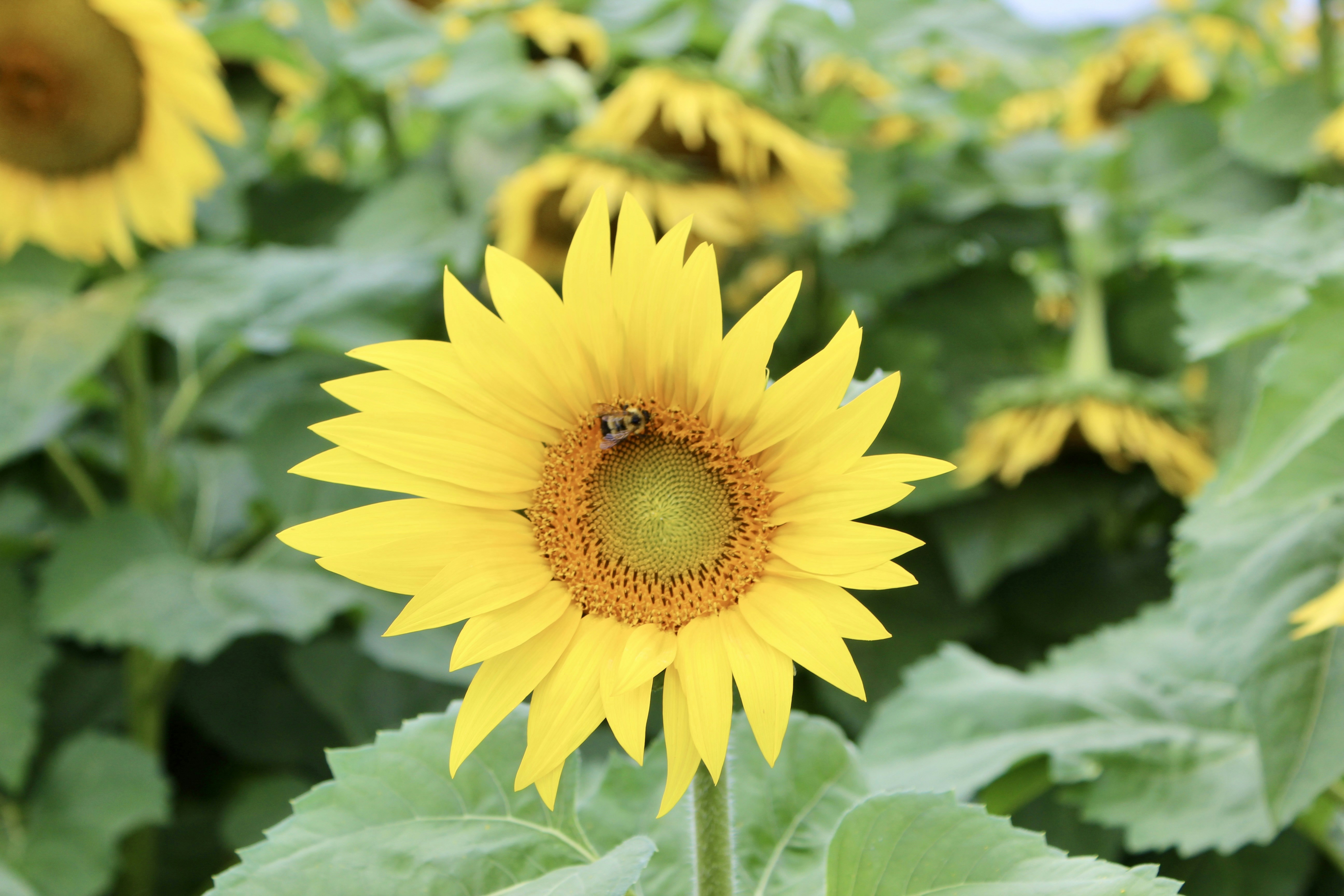 A bee on a yellow flower photo – Free Yellow Image on Unsplash