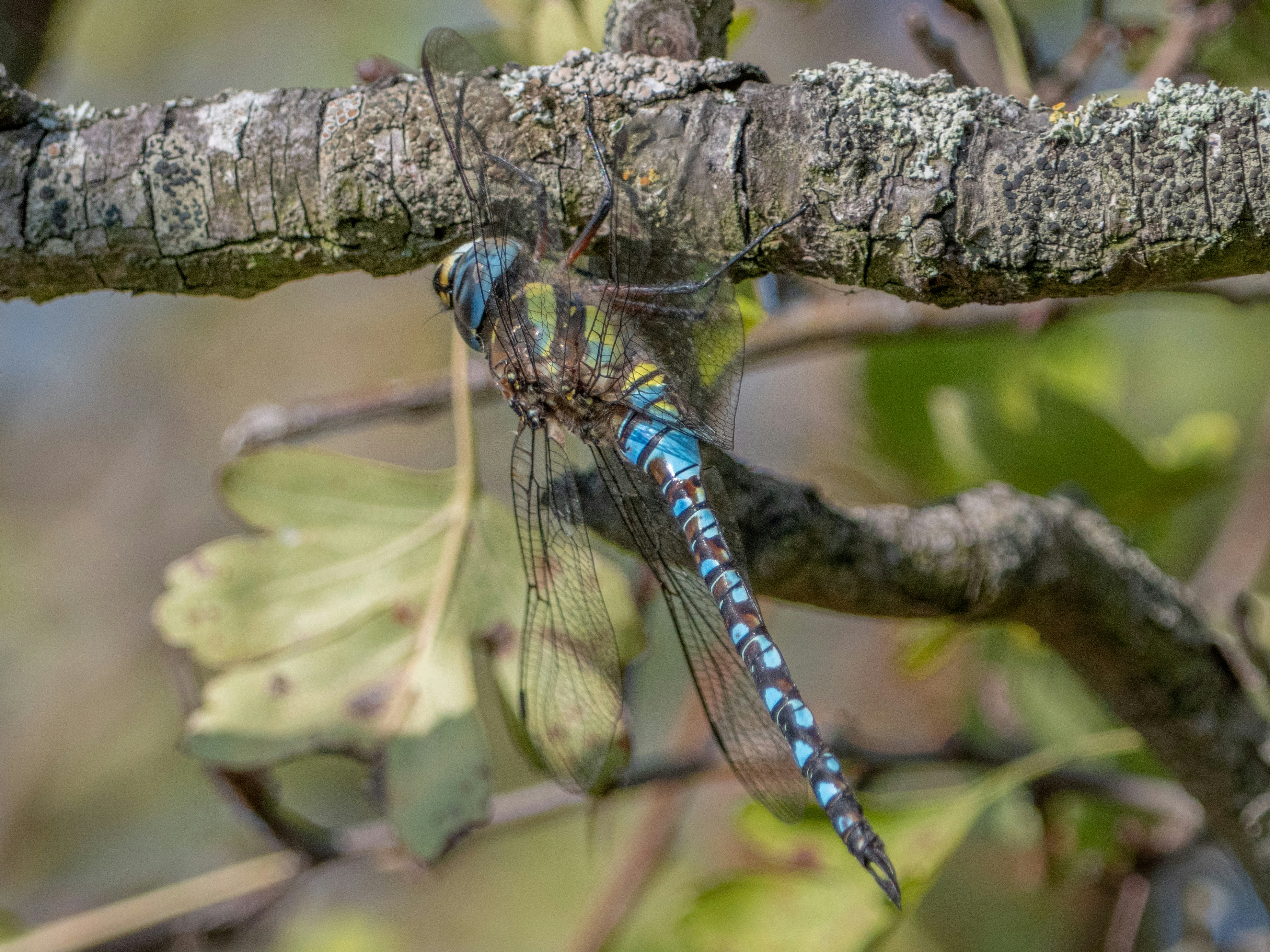 Migrant hawker Dragonfly. 