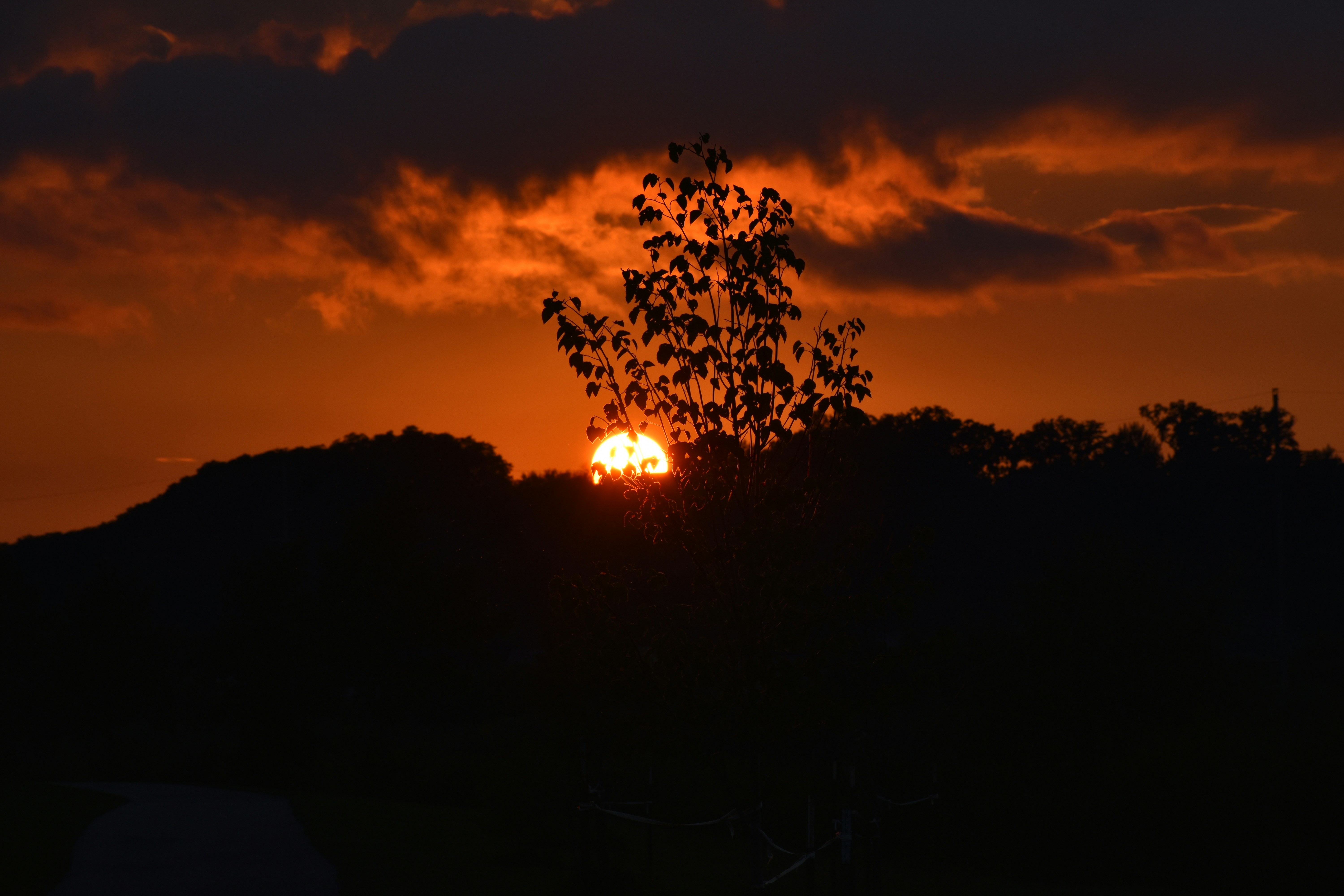 Tree silhouette on a hill against a vibrant orange sunset sky.
