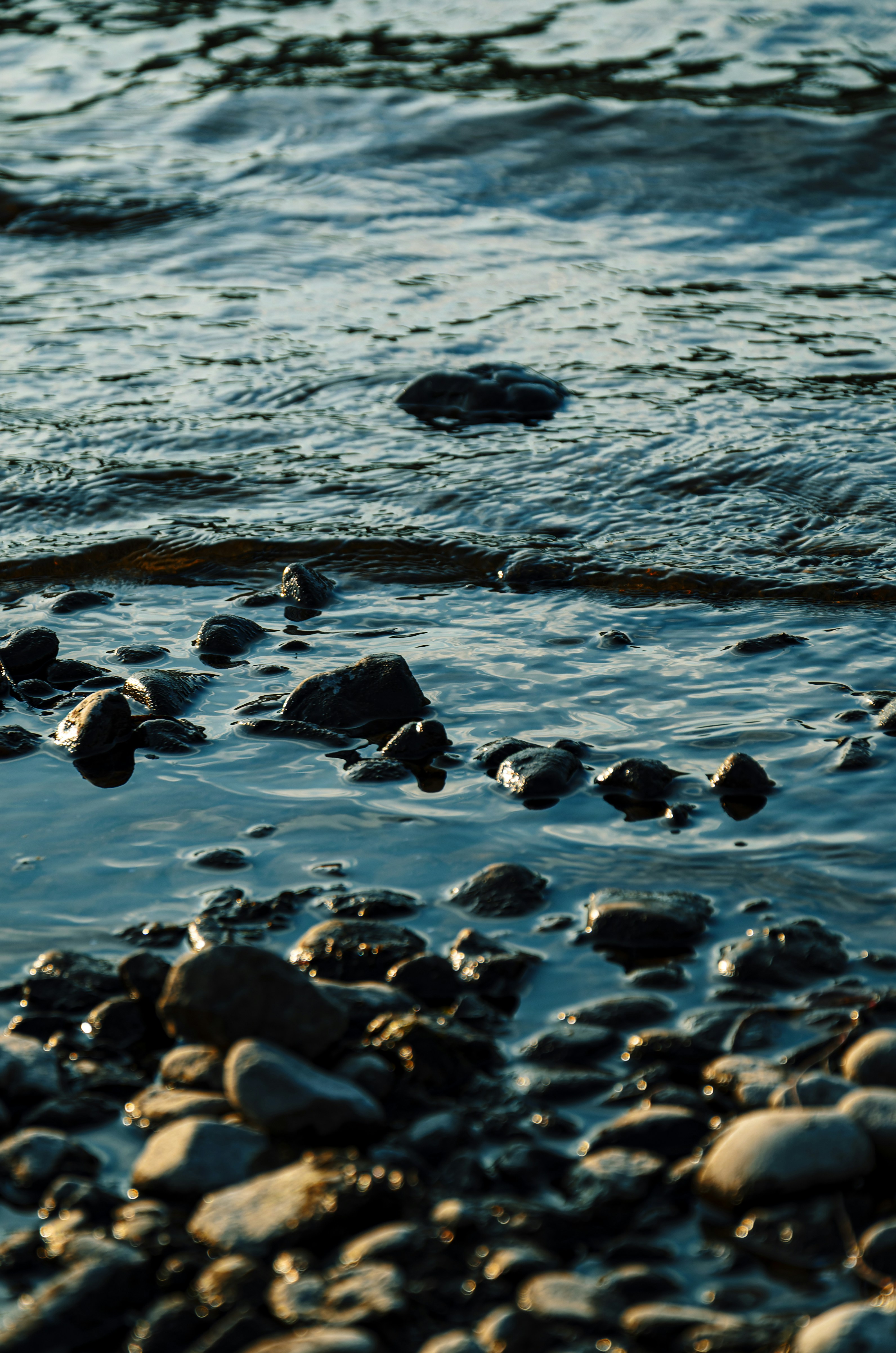 A group of turtles on a rocky beach photo – Free Grey Image on Unsplash