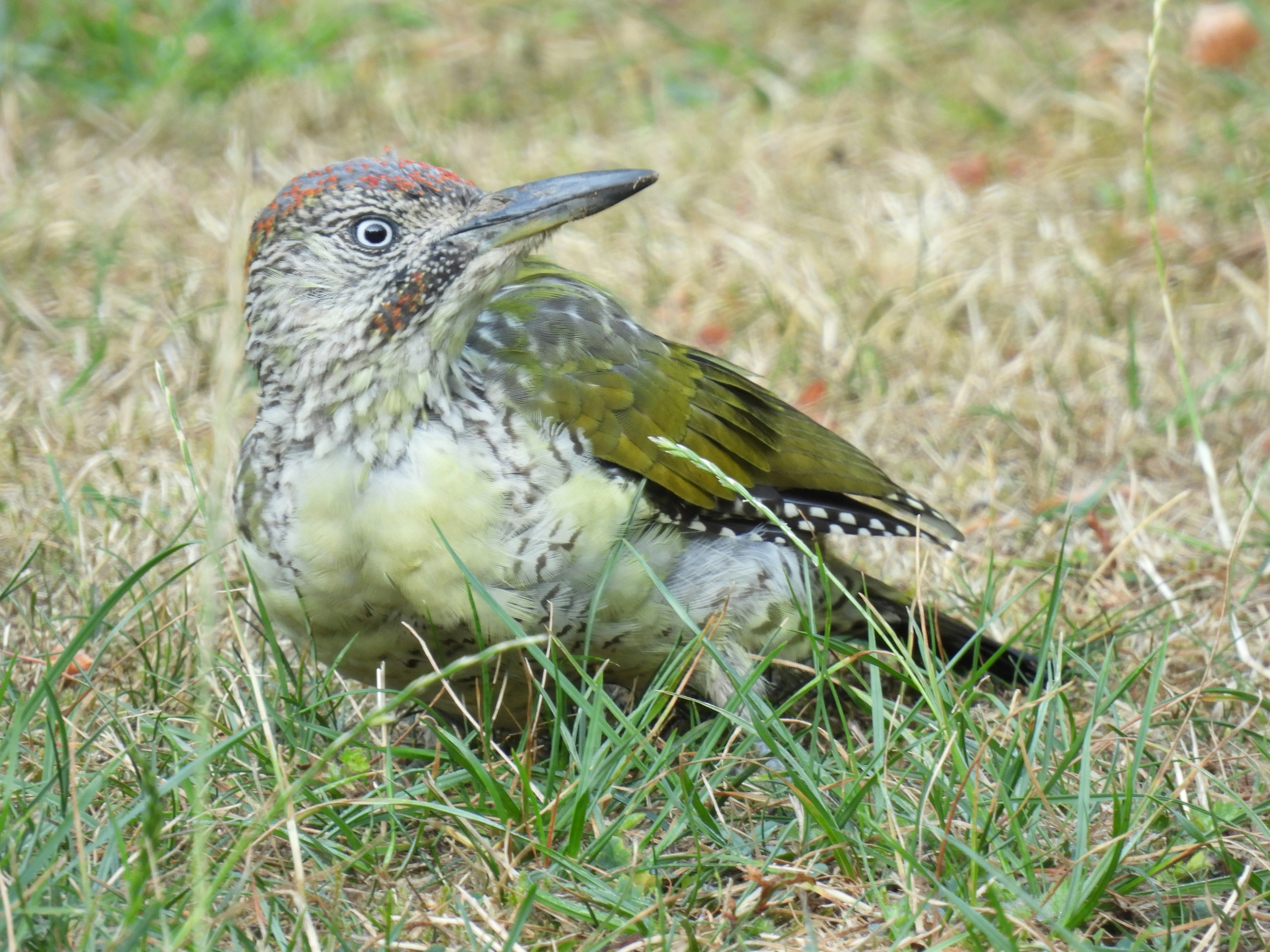 Green Woodpecker hunting for insects in a lawn. 
