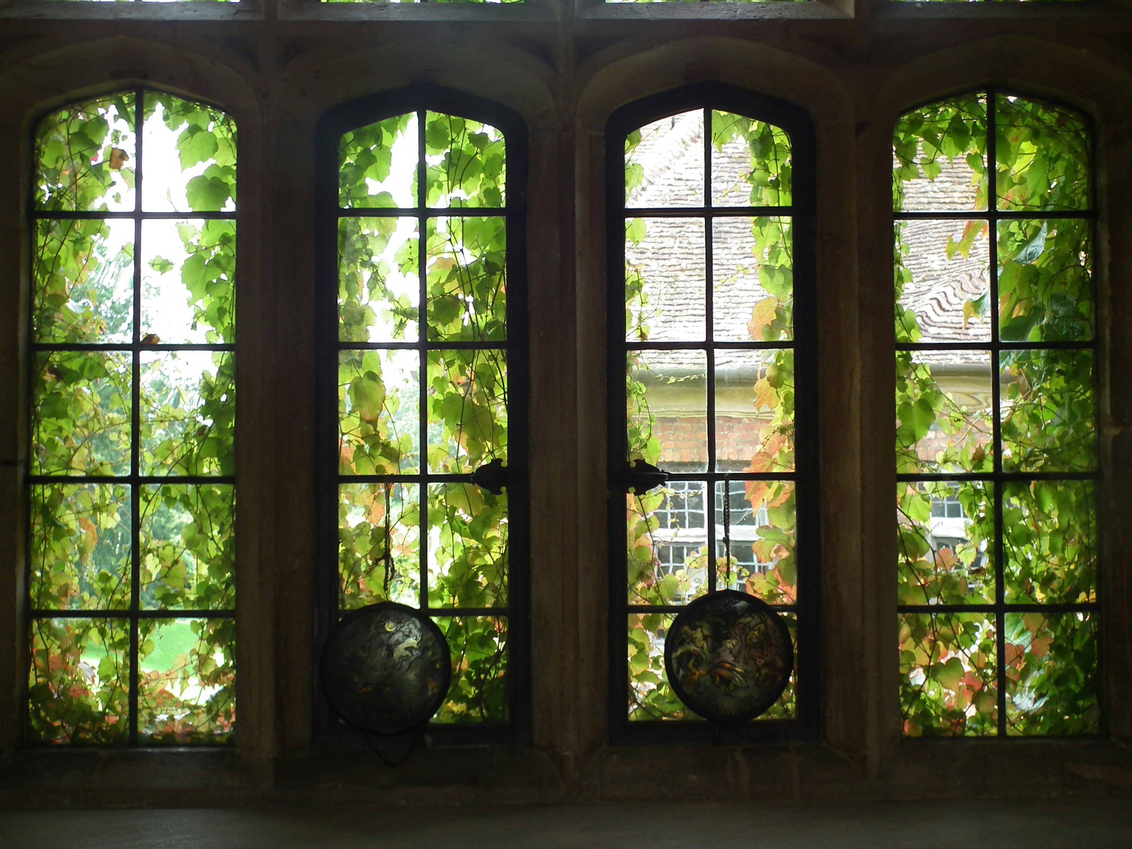 Lush green vines cascade down three vintage windows, framing a glimpse of a charming brick building behind. The interplay of light and foliage creates a tranquil atmosphere.