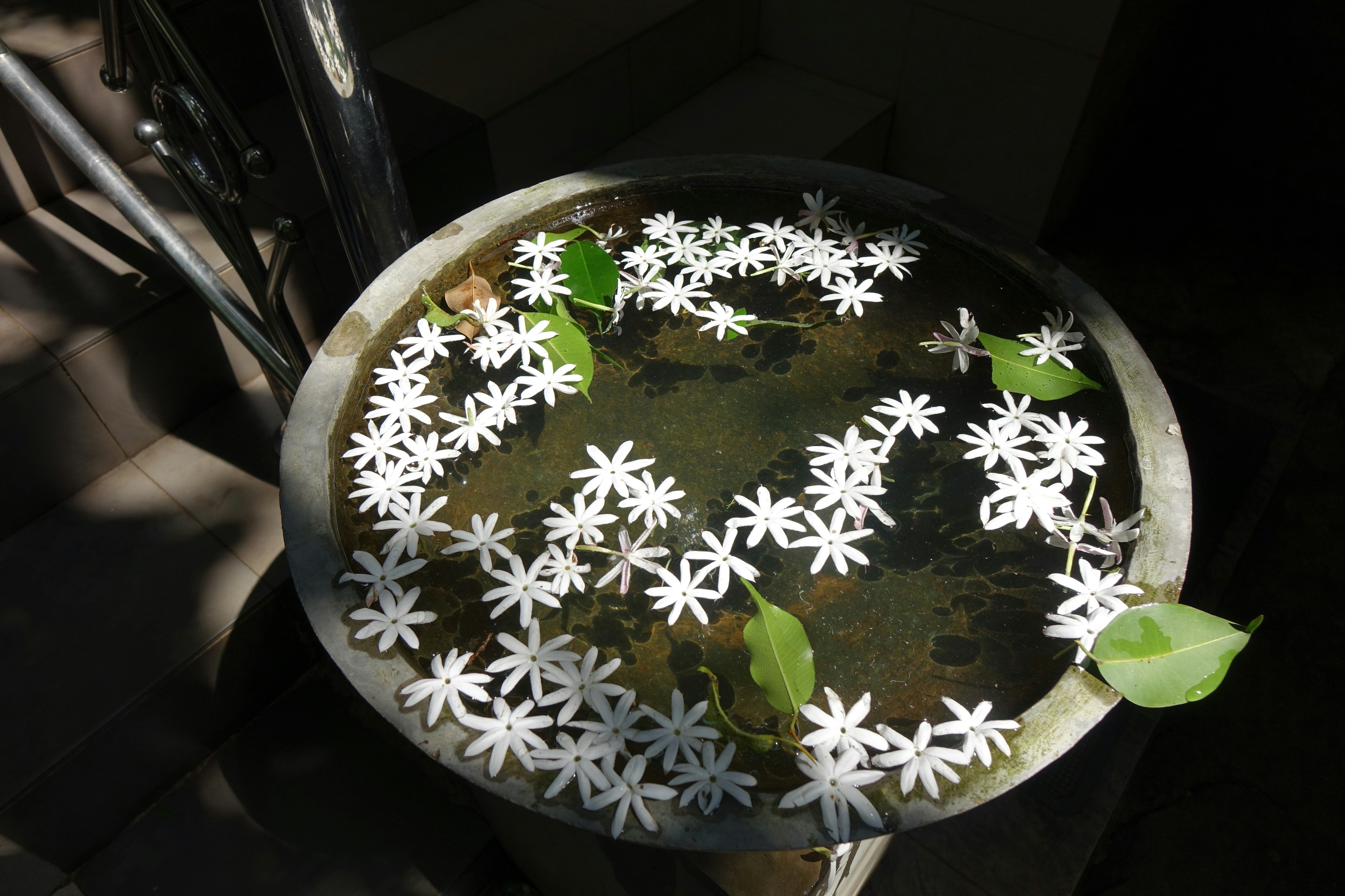 Snowflake Petals Adrift: A Quiet Bowl of Florals
