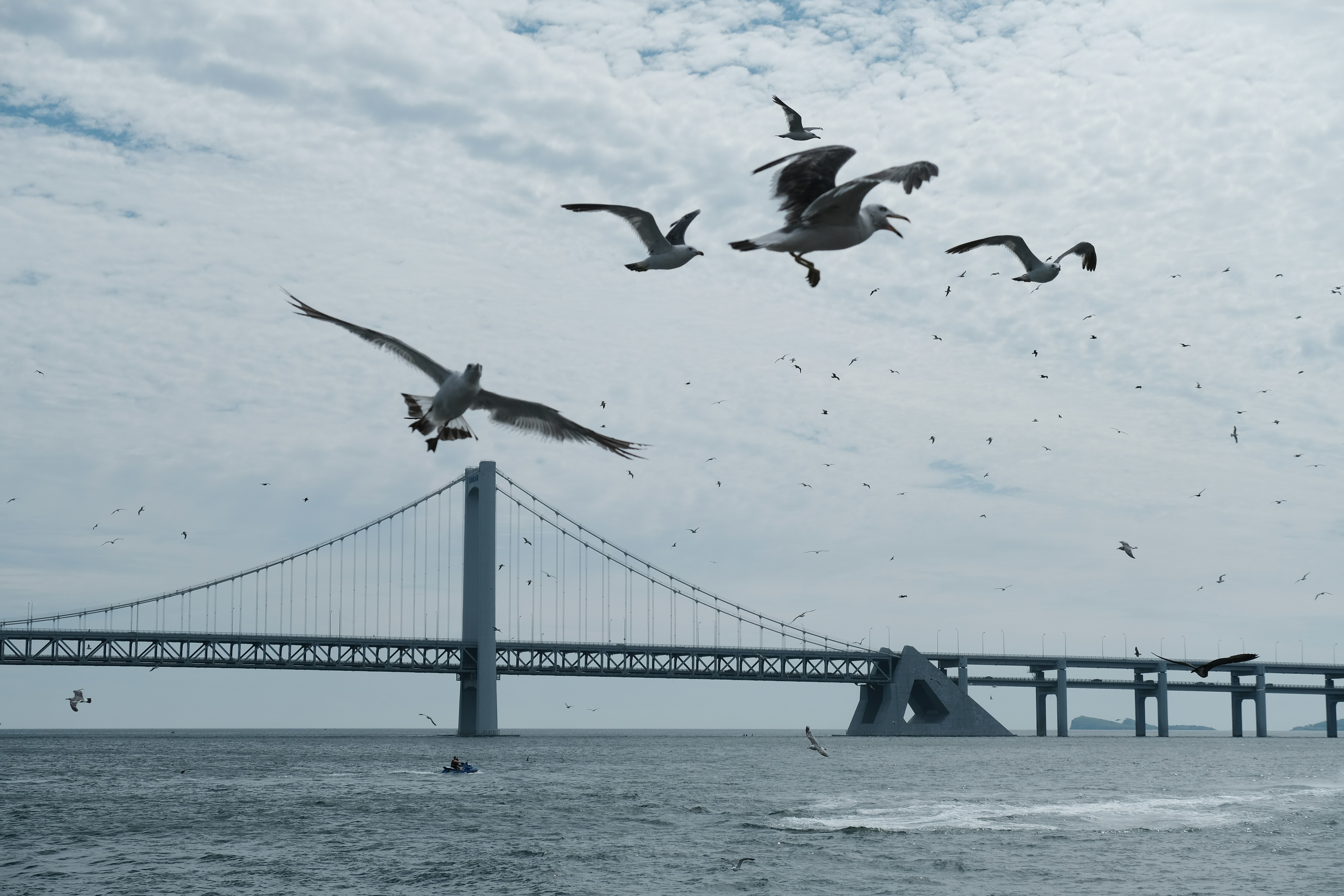 Winged Chorus Over the Span: Seagulls Above a Coastal Suspension Bridge
