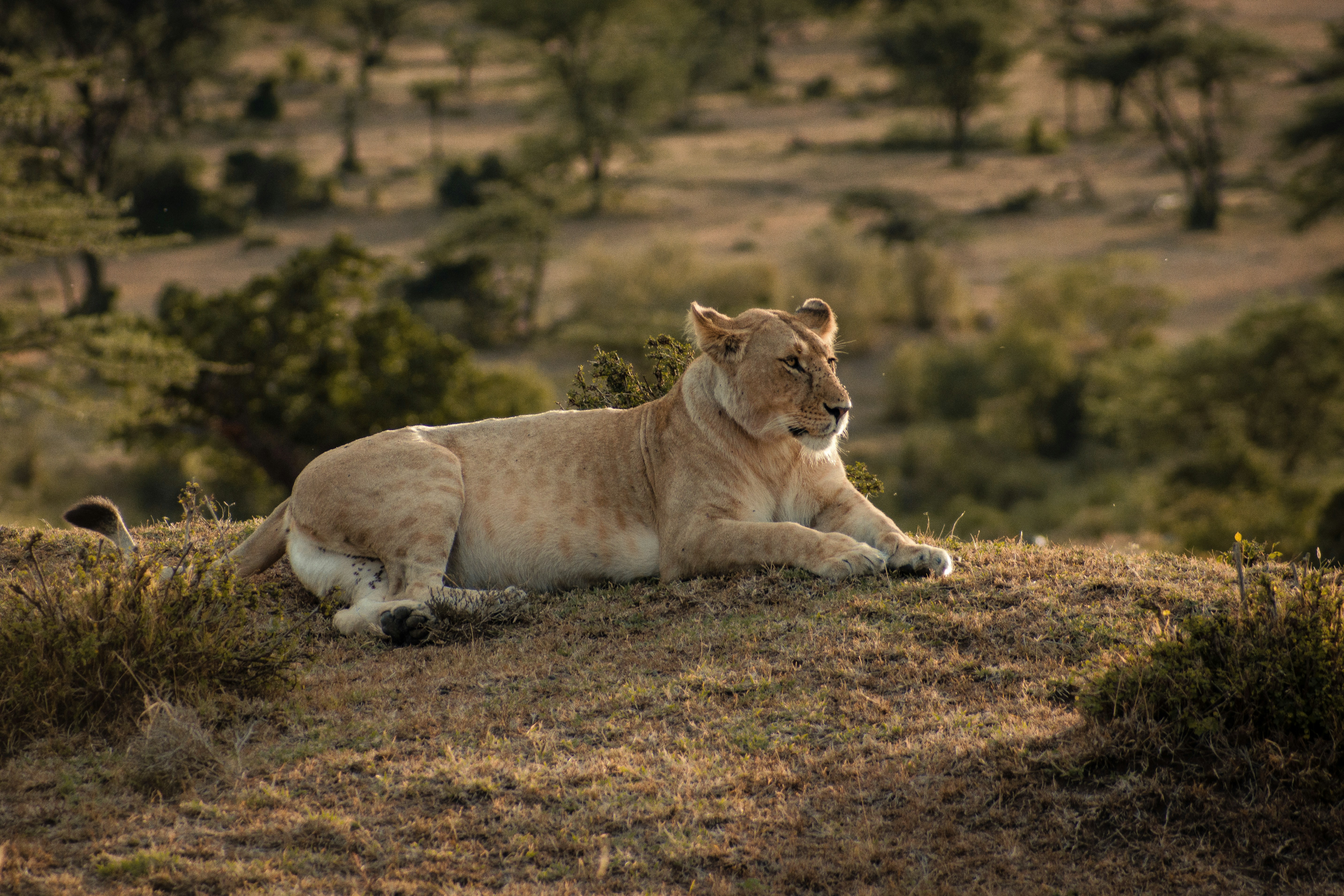 Amber Repose on the Savannah Crest: a lioness at rest in golden hour light