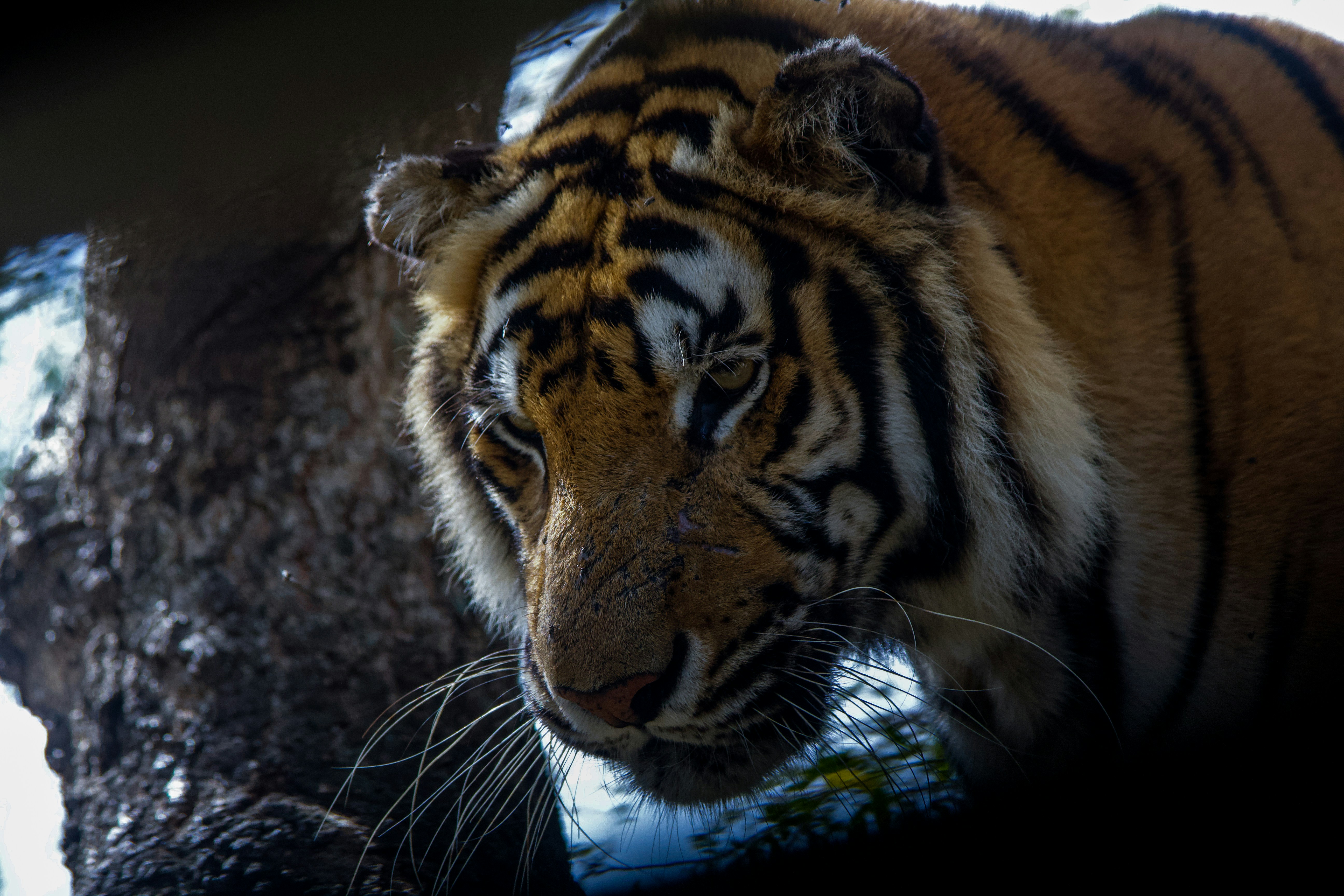 A tiger in a zoo exhibit photo – Free Mauritius Image on Unsplash