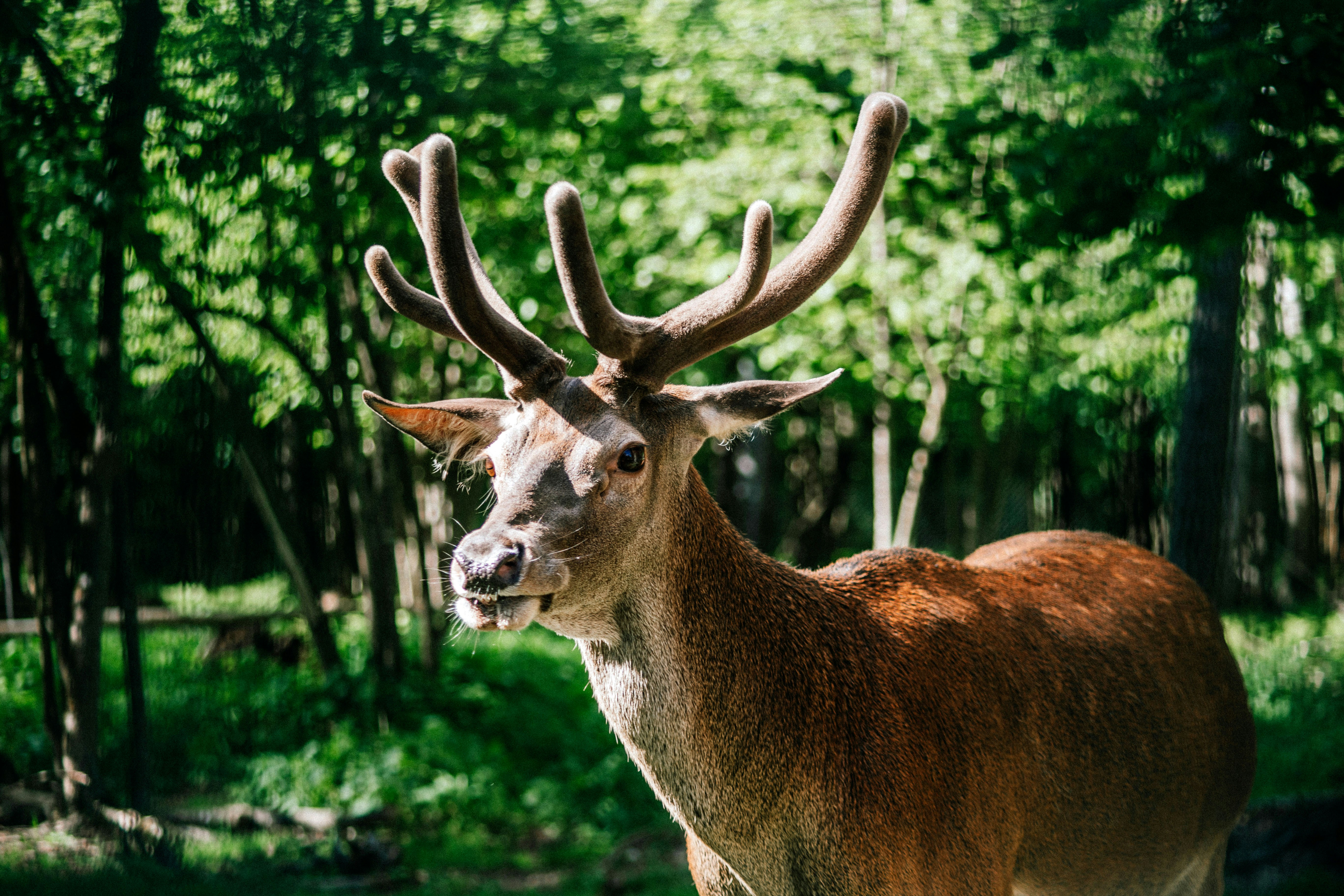 30,000+ Deer In Forest Pictures | Download Free Images on Unsplash