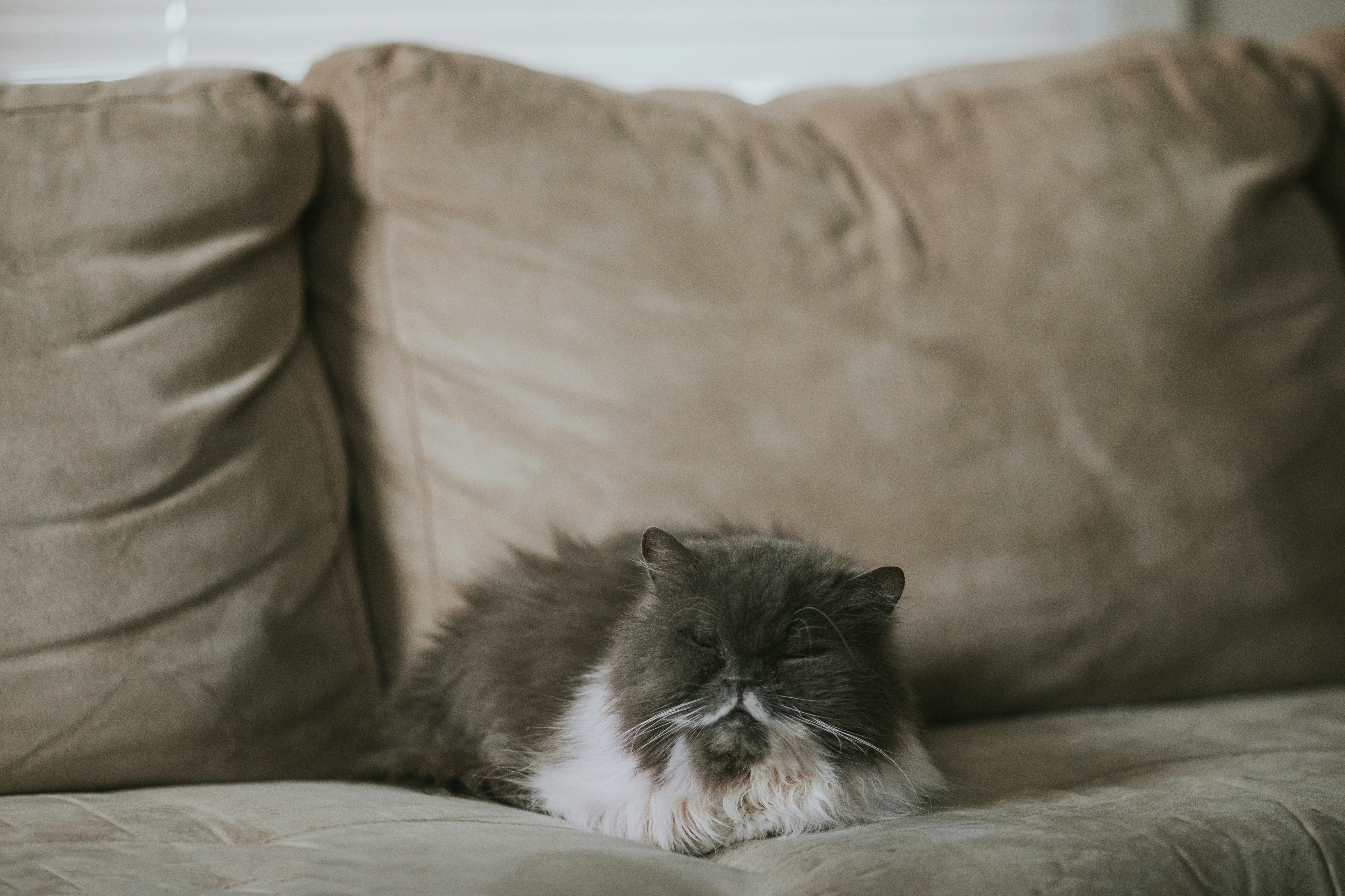 Un chat dormant sur un canapé photo – Photo Animal Gratuite sur Unsplash