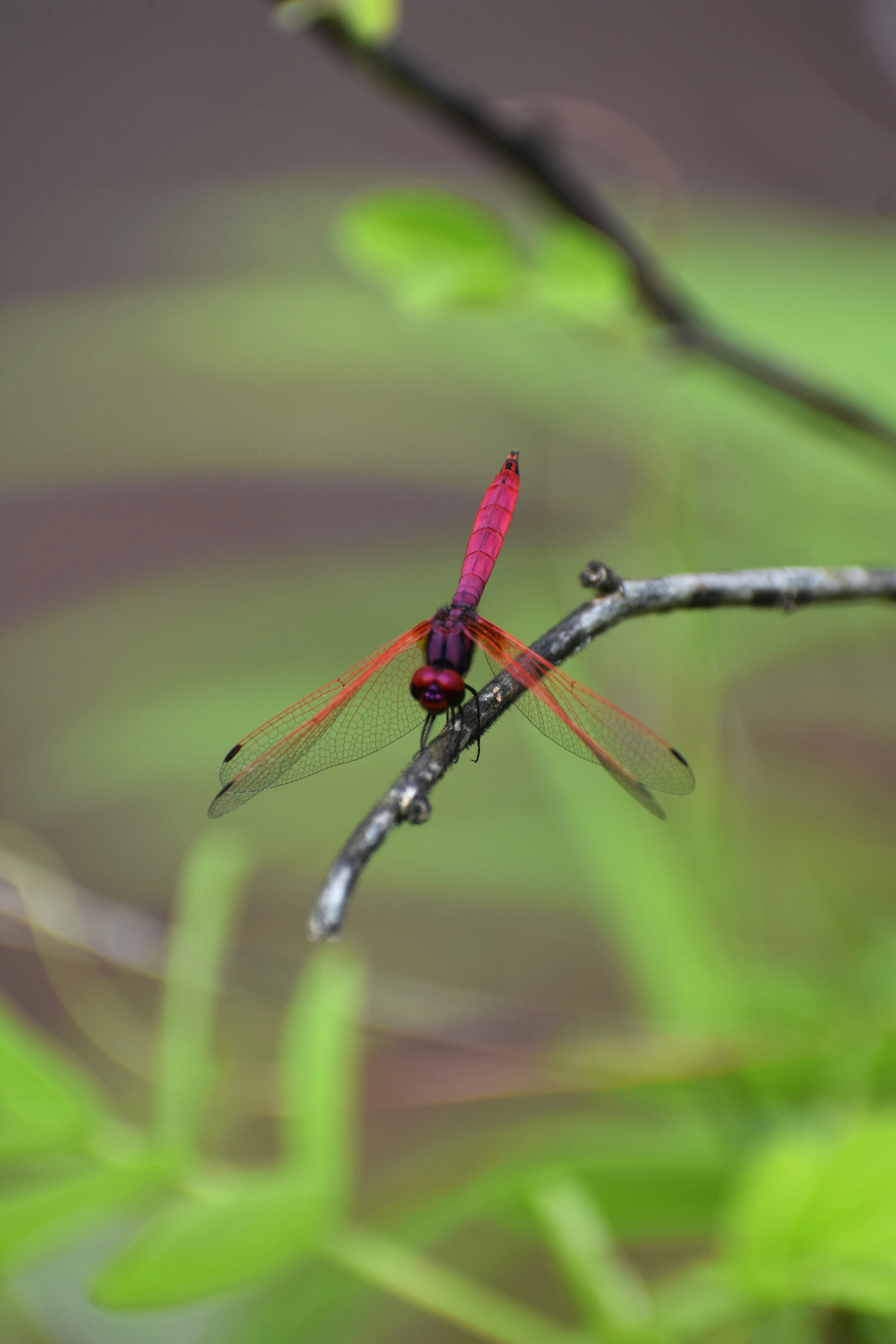 Libélula Rosa Fotos | Baixe imagens gratuitas na Unsplash