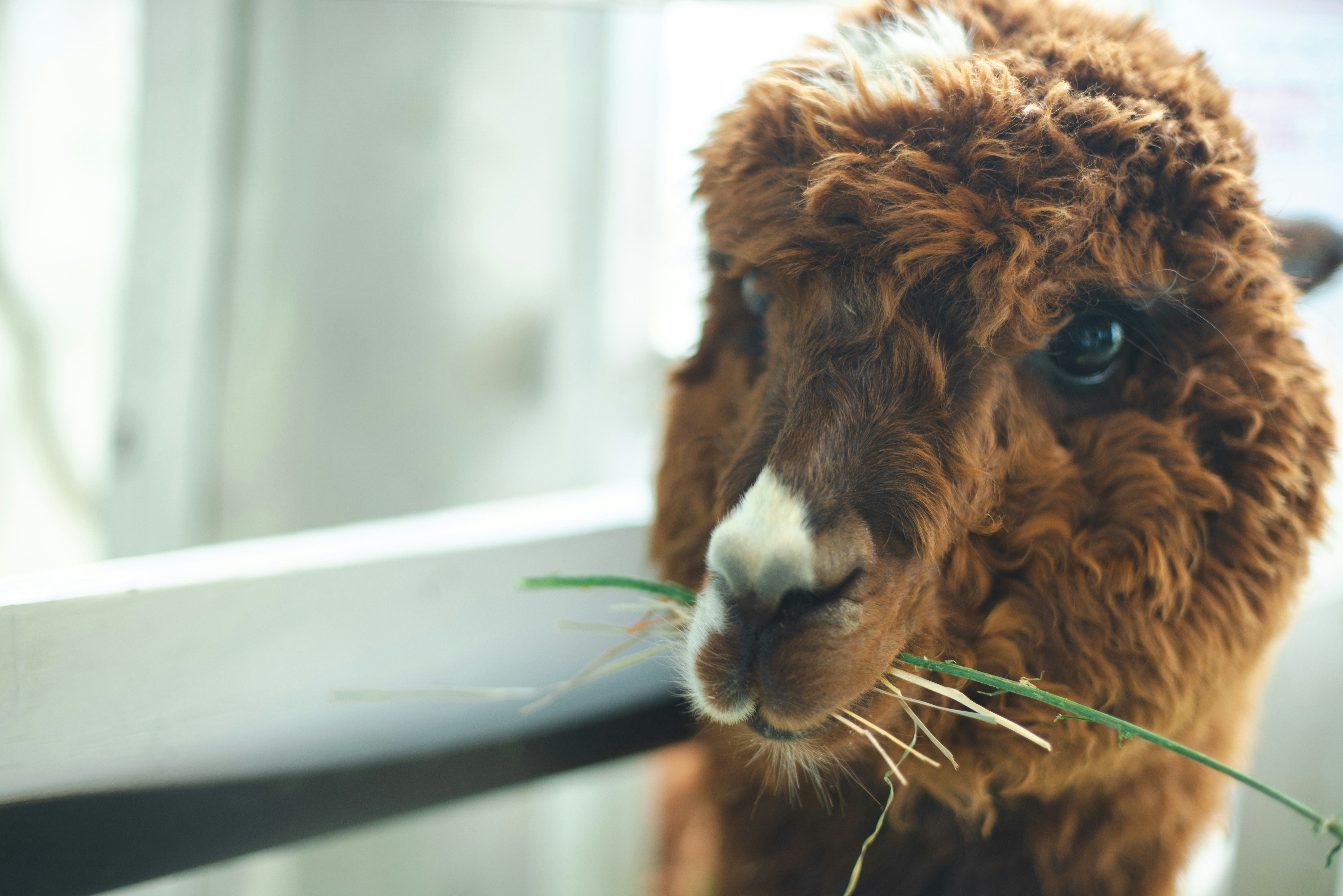 Close-Up Alpaca: Curiosity Nibbles Grass by a Sunlit Fence
